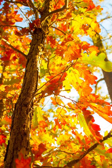 Tree Fall Trees free image download