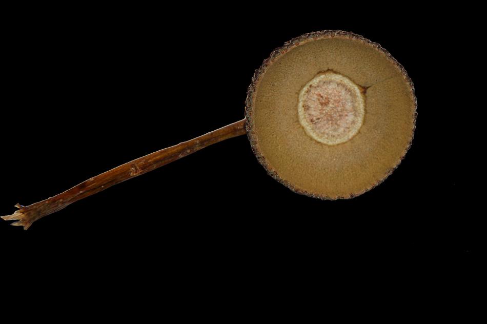 Acorns Shell closeup photo free image download