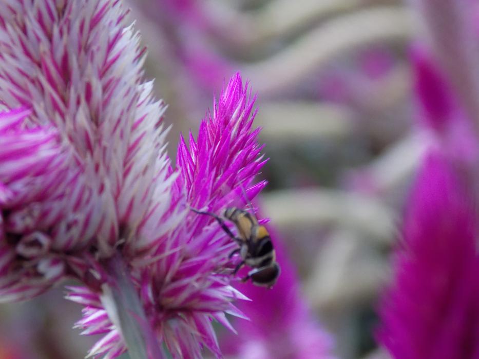 Bee Flower Nature free image download
