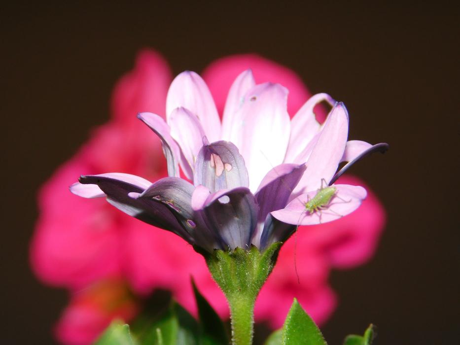 Flower Red Spring free image download