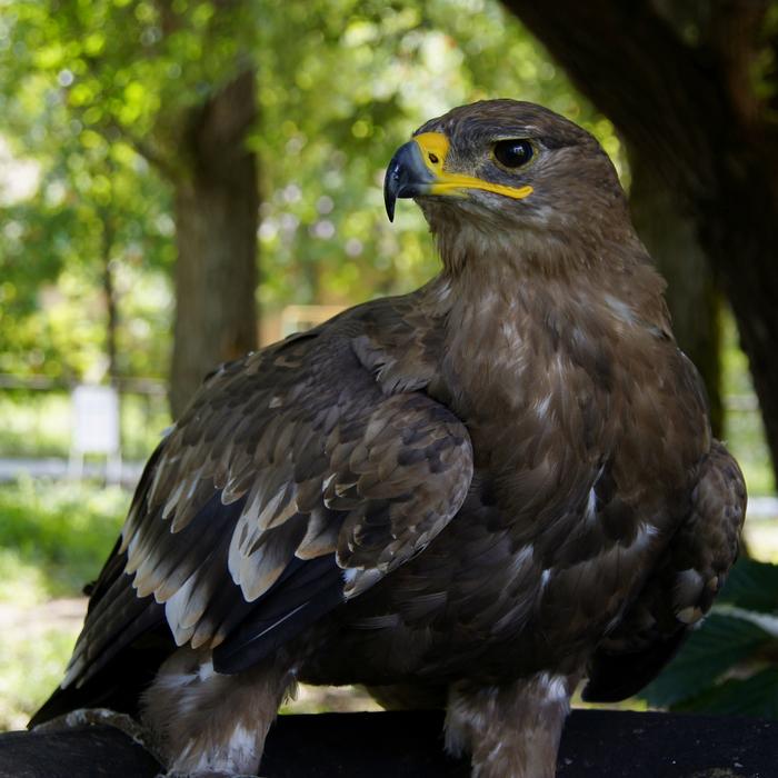 Golden Eagle Hawk bird free image download