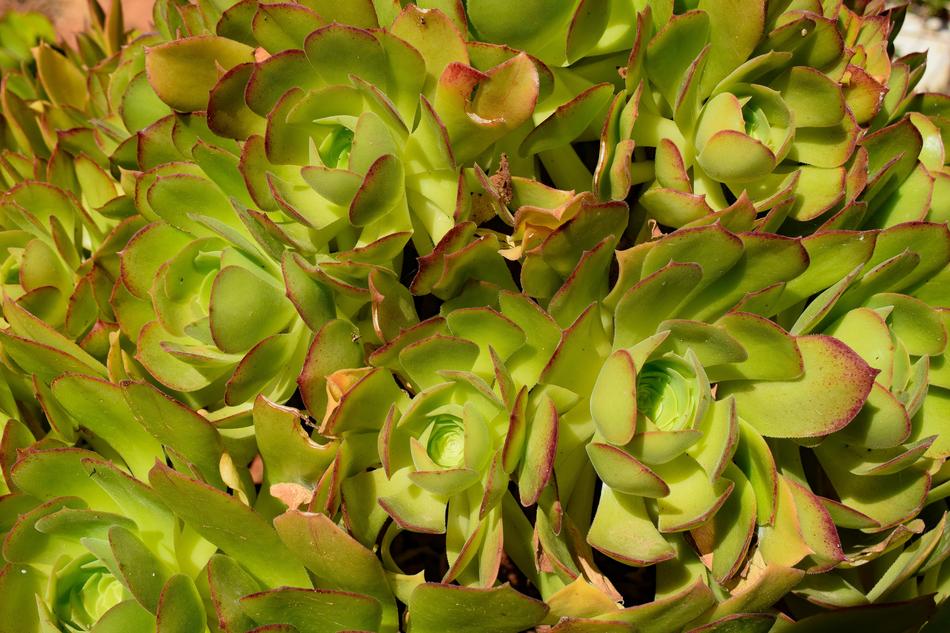 Cactus Nature Leaf free image download