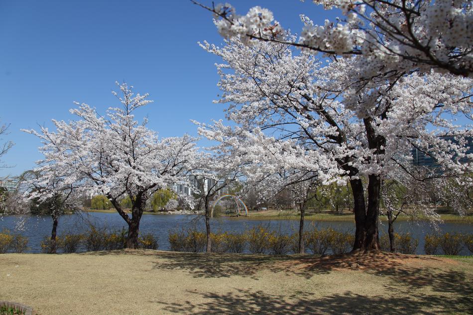 Wood Spring Season Blue sky free image download