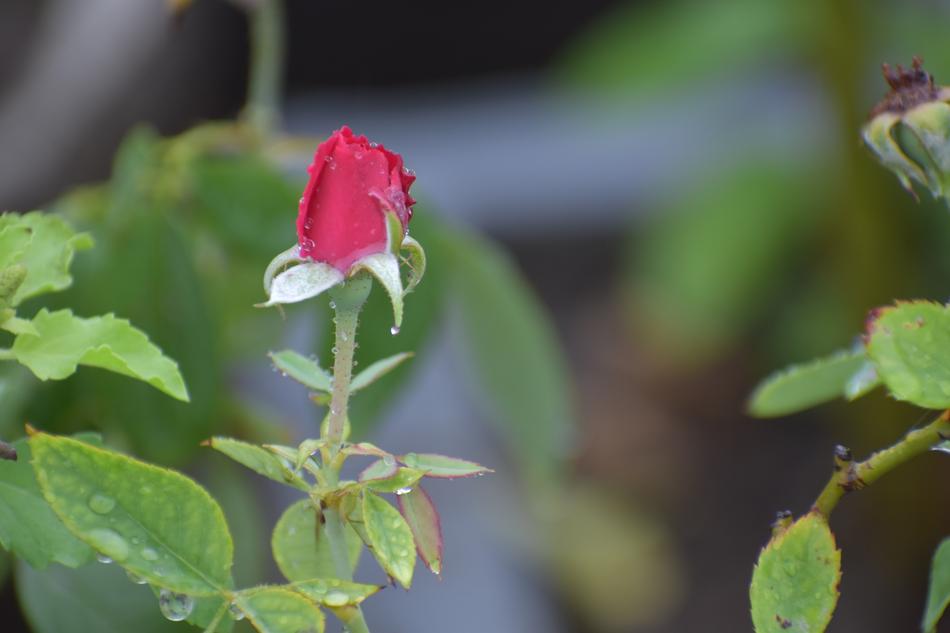 Red Rose Bud Flower free image download