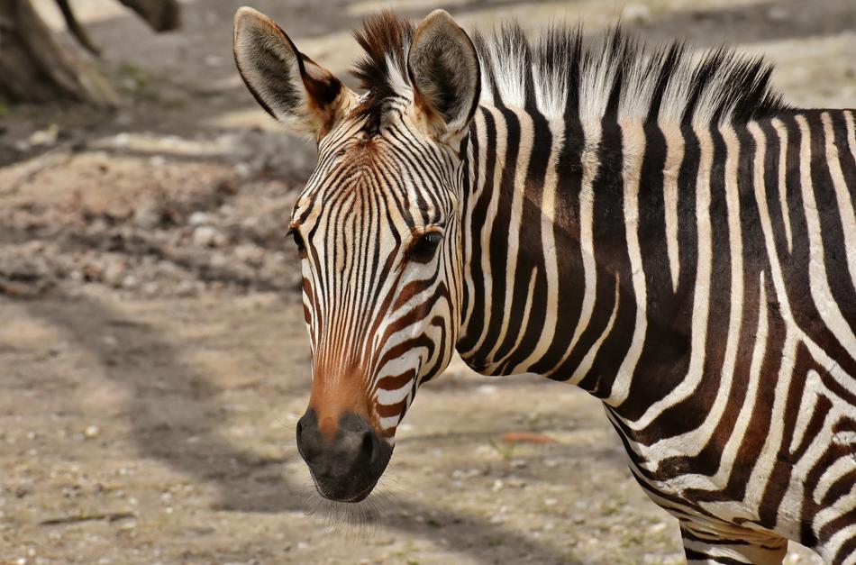 Zebra Wild Animal Zoo free image download