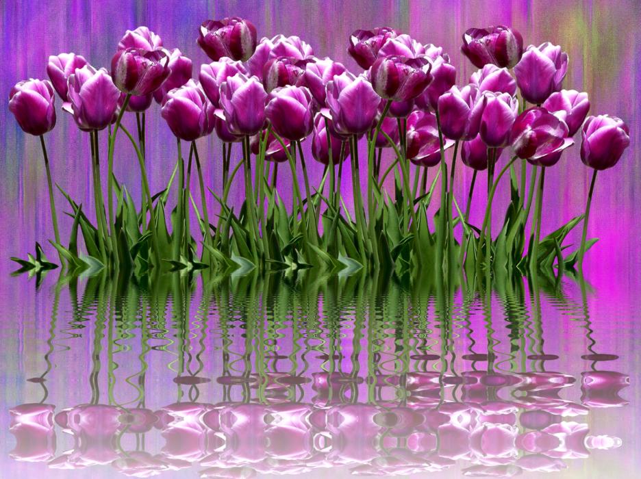 Tulips Spring Easter free image download