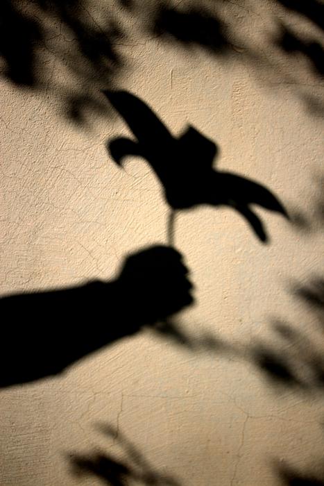 Flower Shadow Sun free image download
