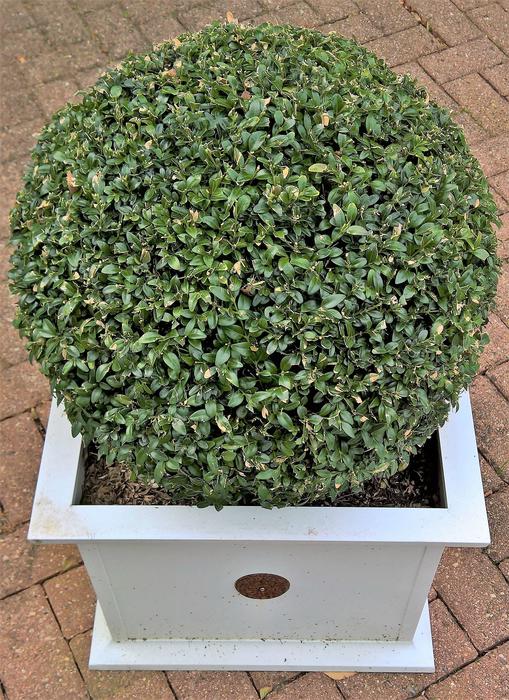 Plant Boxwood Ball free image download
