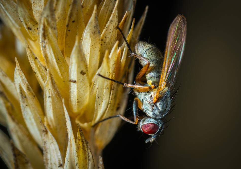 Insect Nature Fly free image download