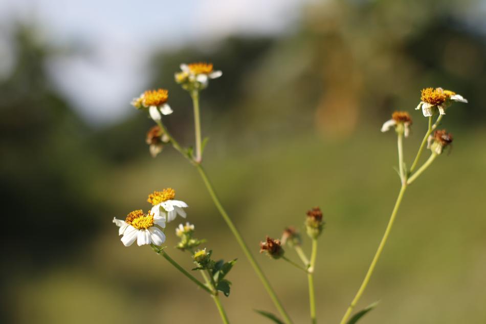 Flower Nature Small free image download