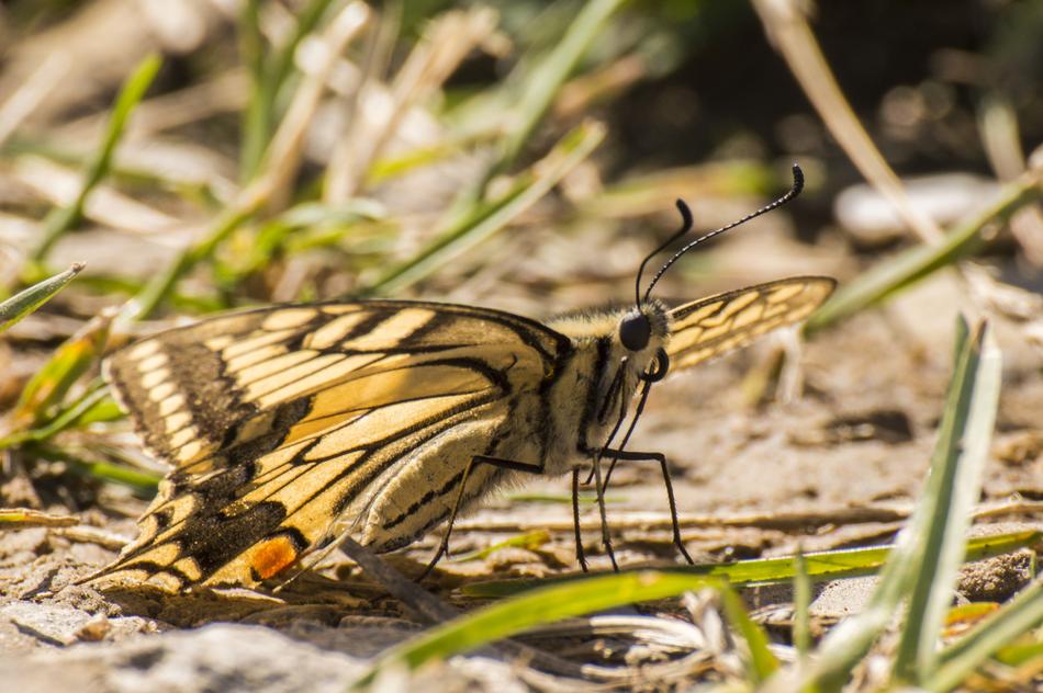 Butterfly Macro free image download
