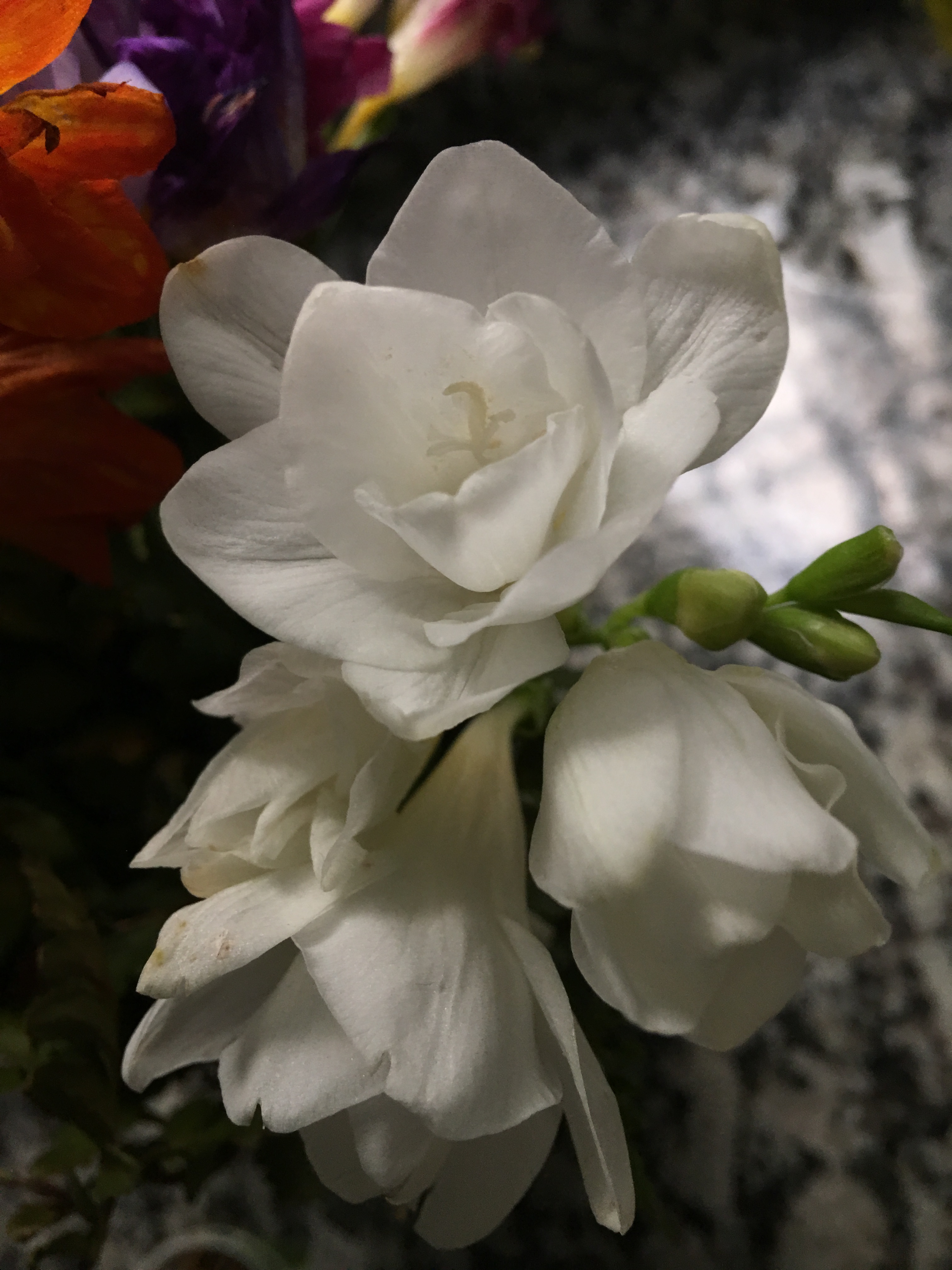 Withered Flower White free image download