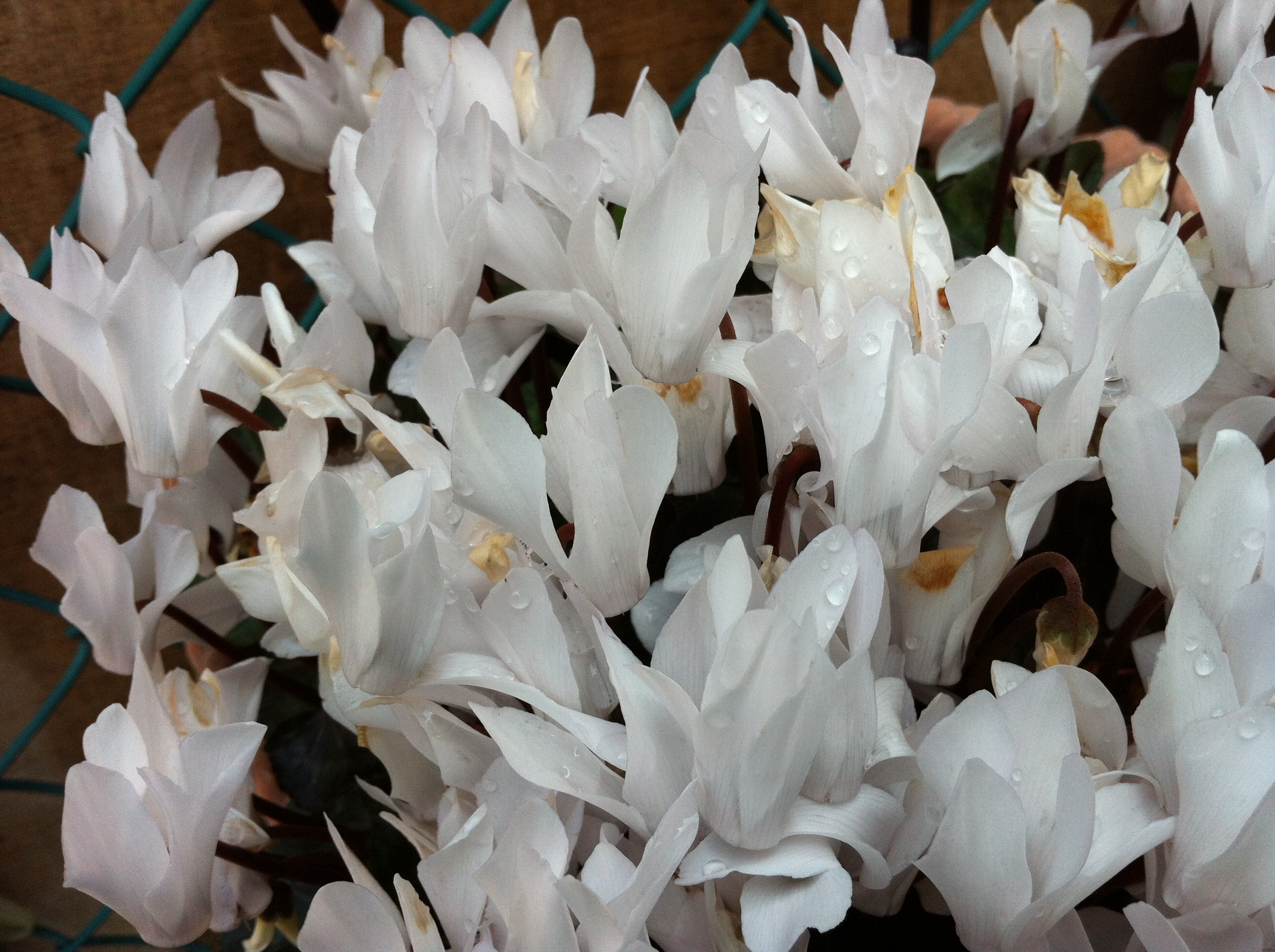 Flowers Natural free image download