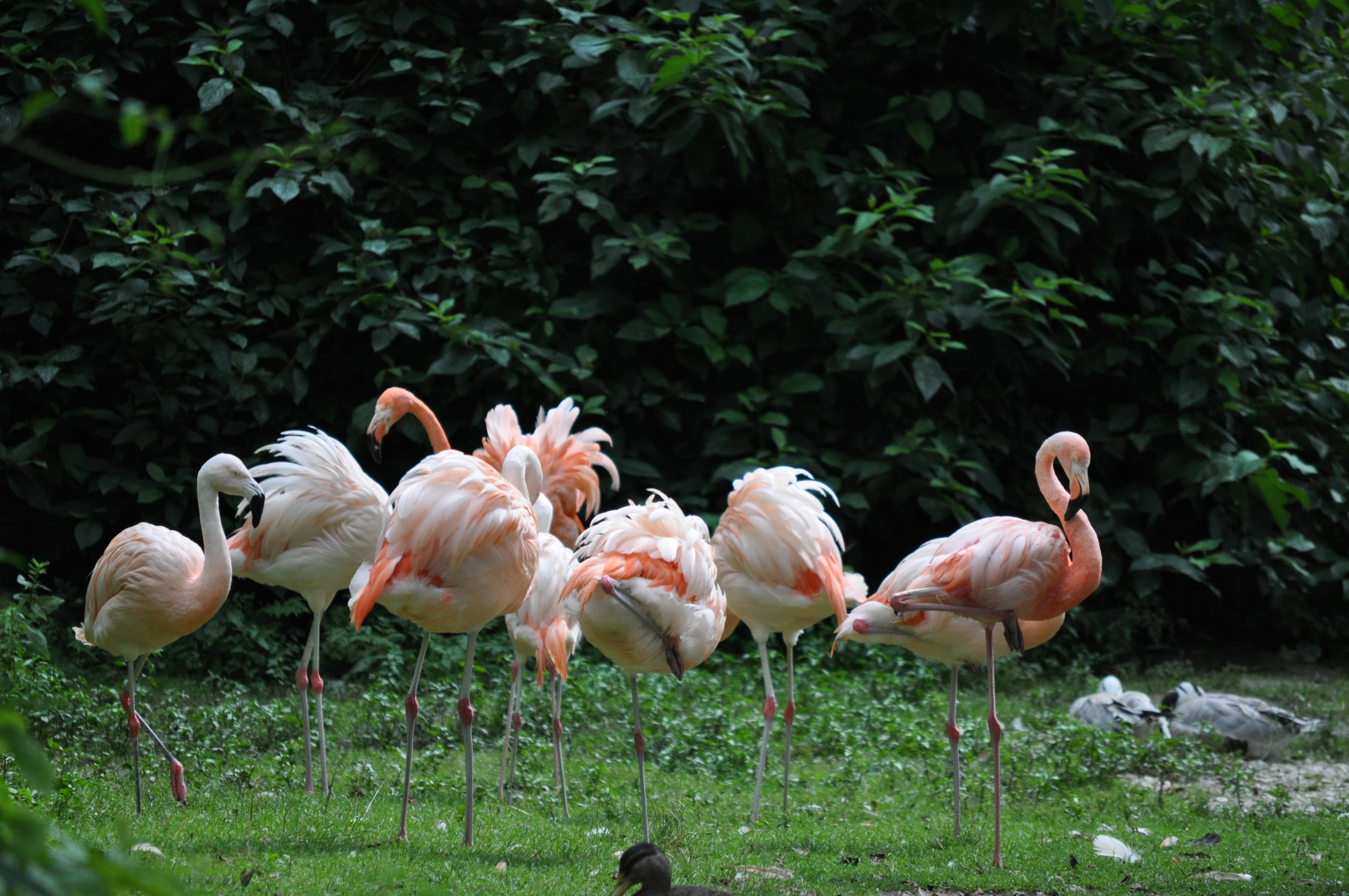 Flamingos Zoo Pink free image download