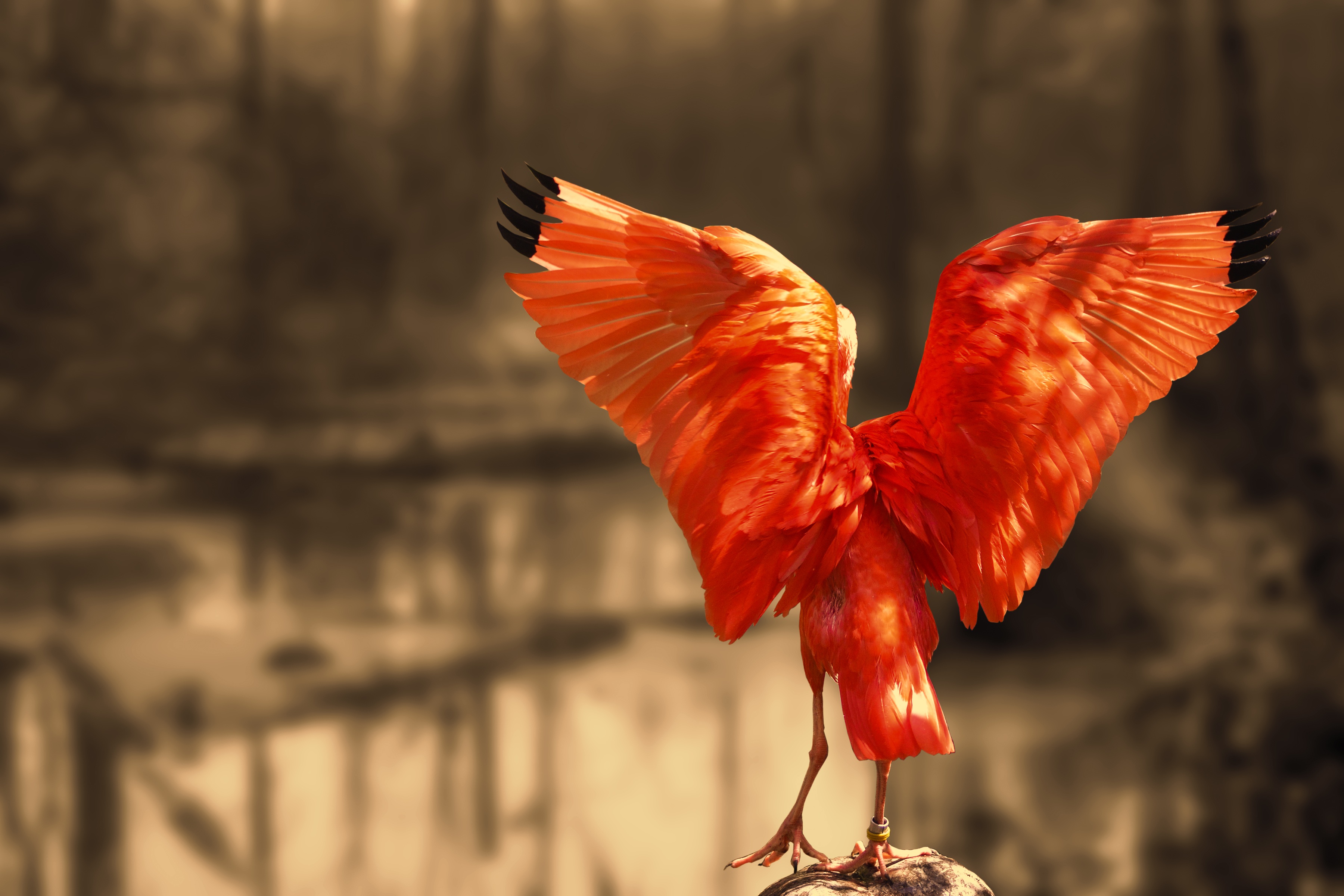 Nature Red Ibis Scarlet free image download