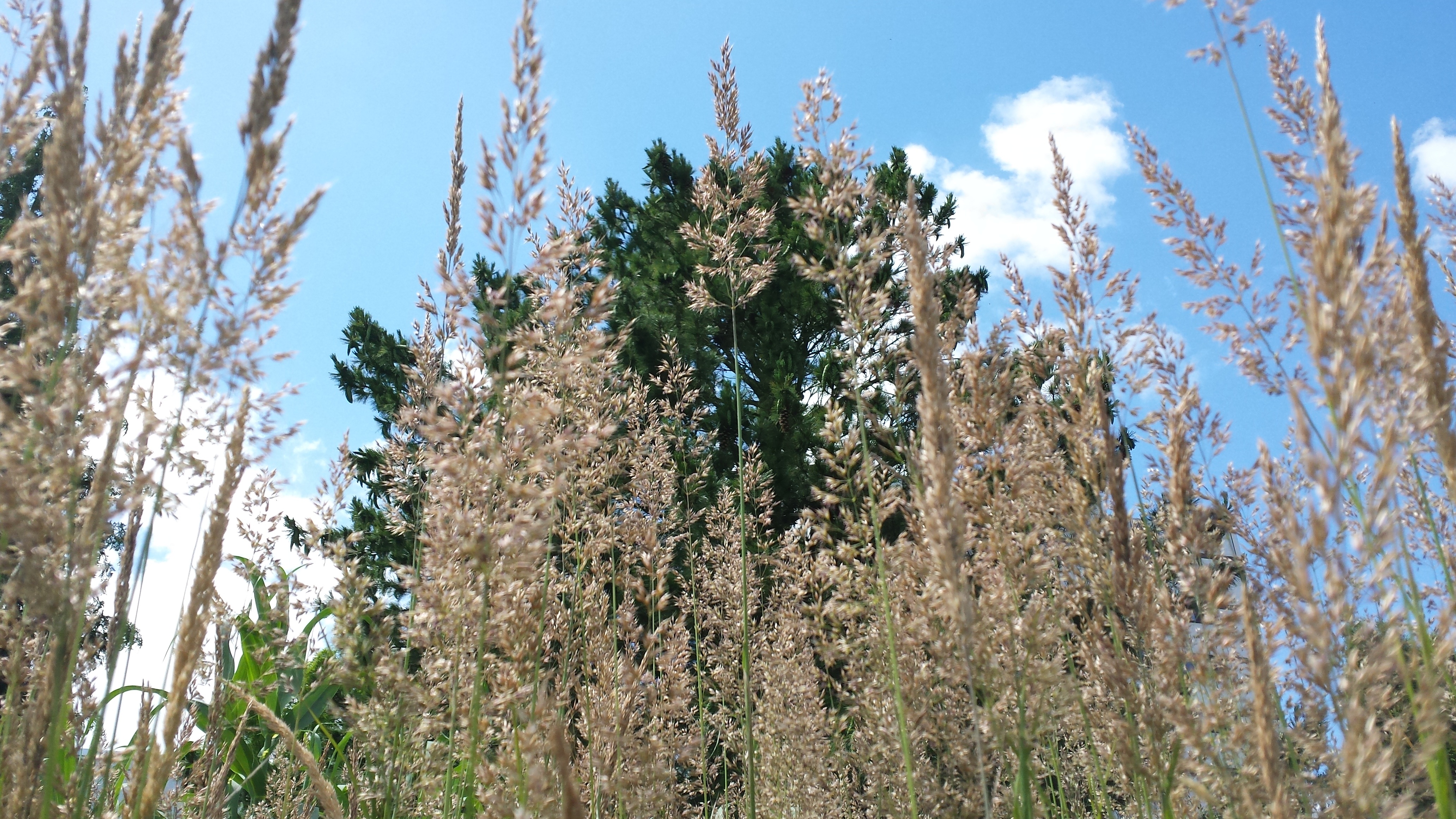 Grasses Summer Nature free image download