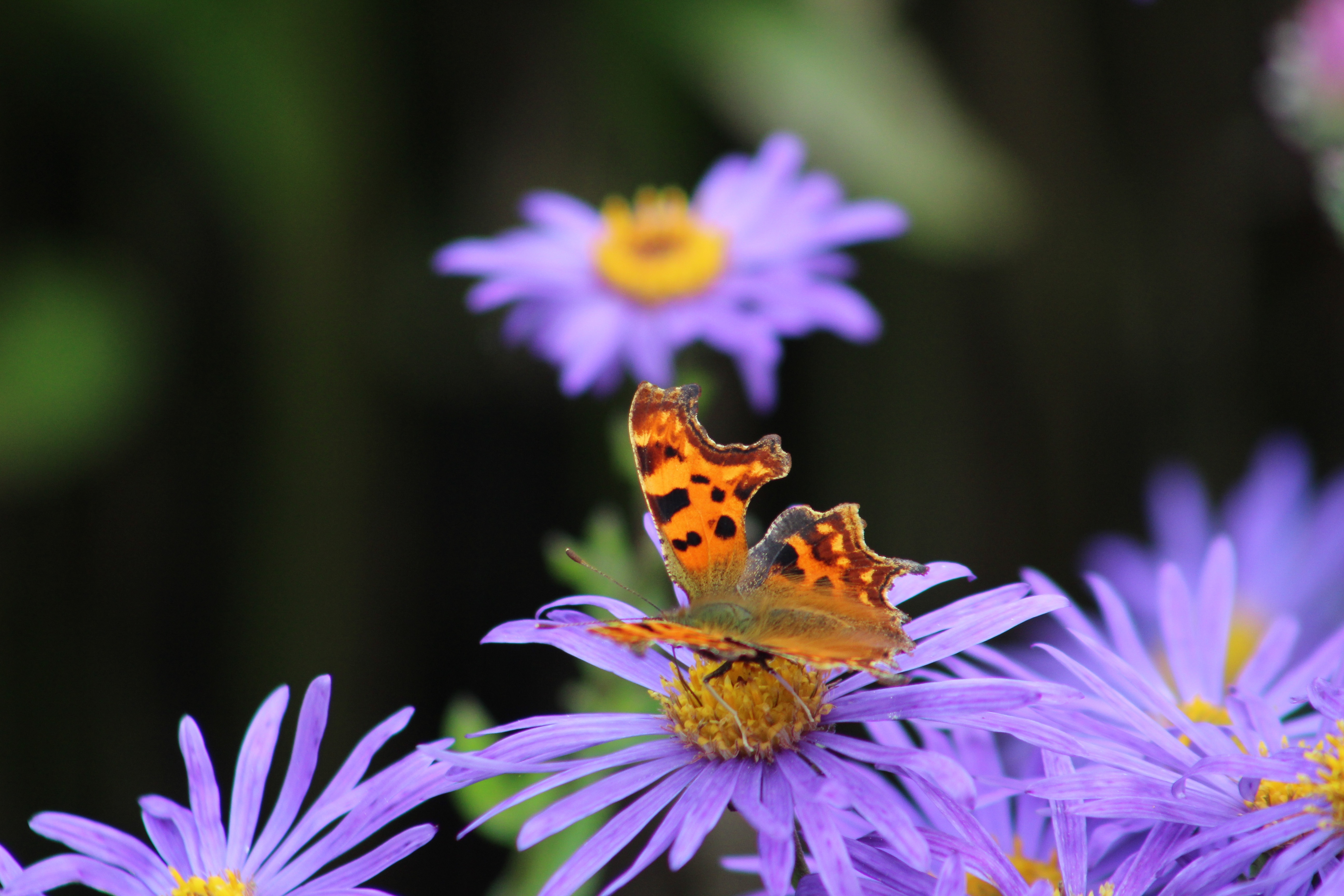 Butterfly Comma Flower free image download