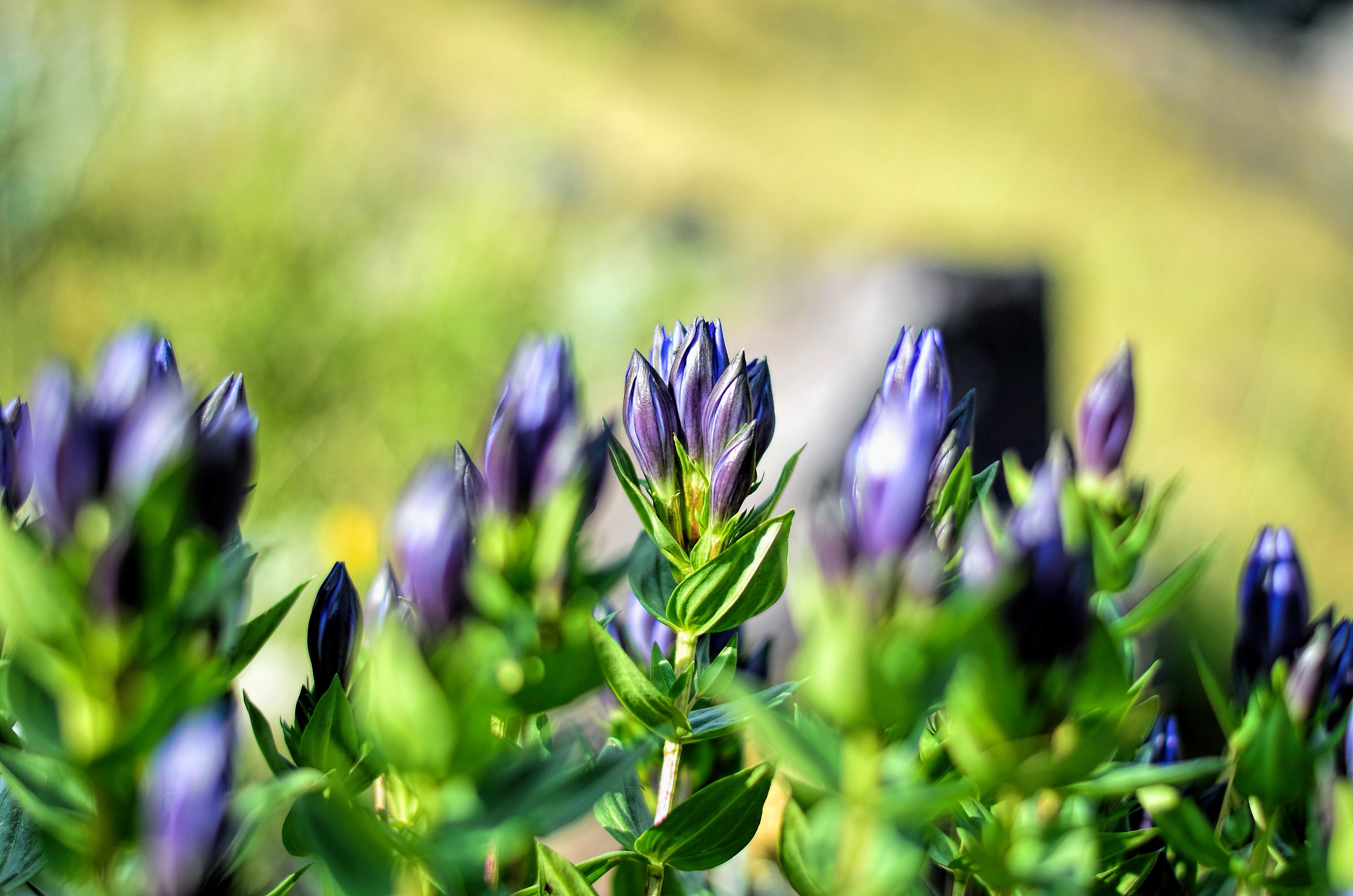 Flower Chichewa Live Vivid Color free image download