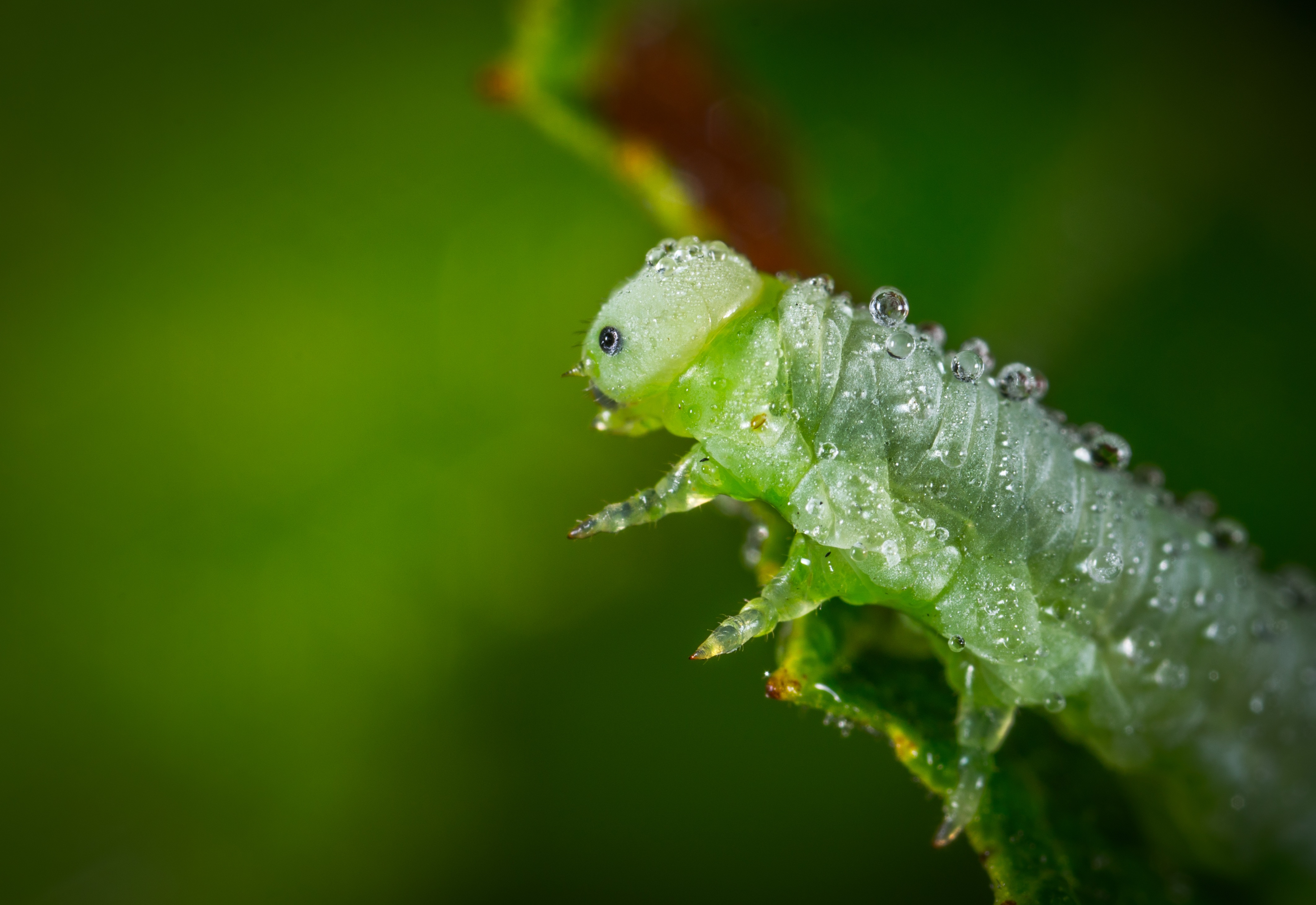 Insect Larva Nature free image download