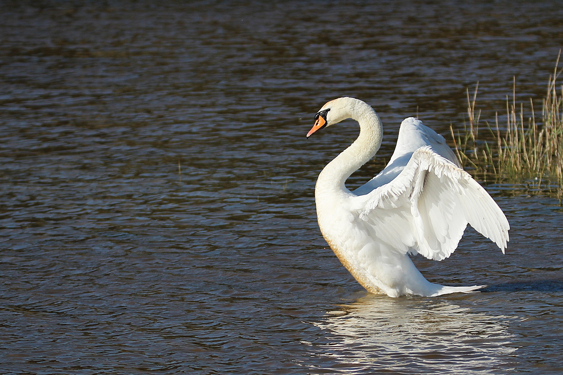 Swan Pond Animal free image download