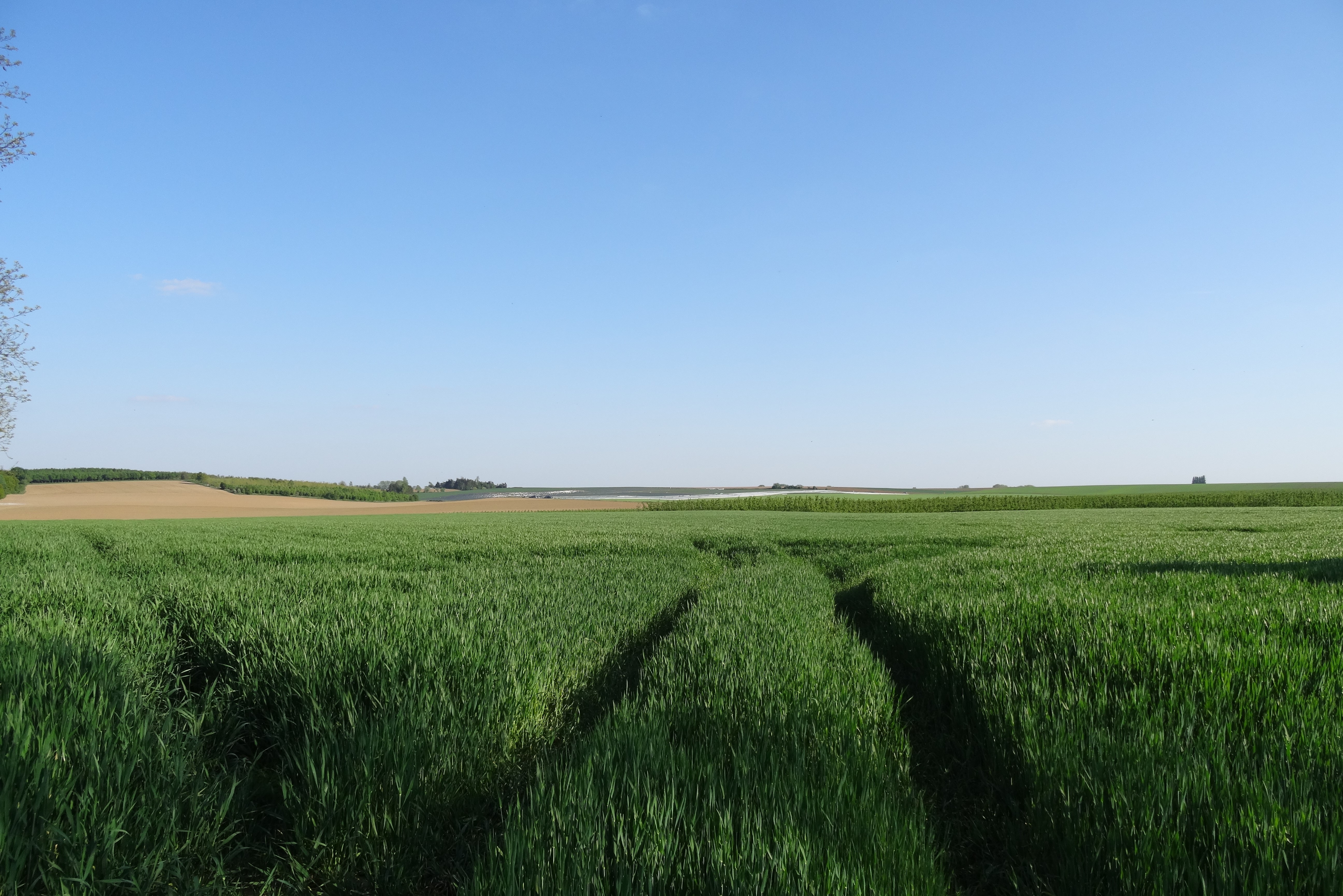 Landscape Field view free image download