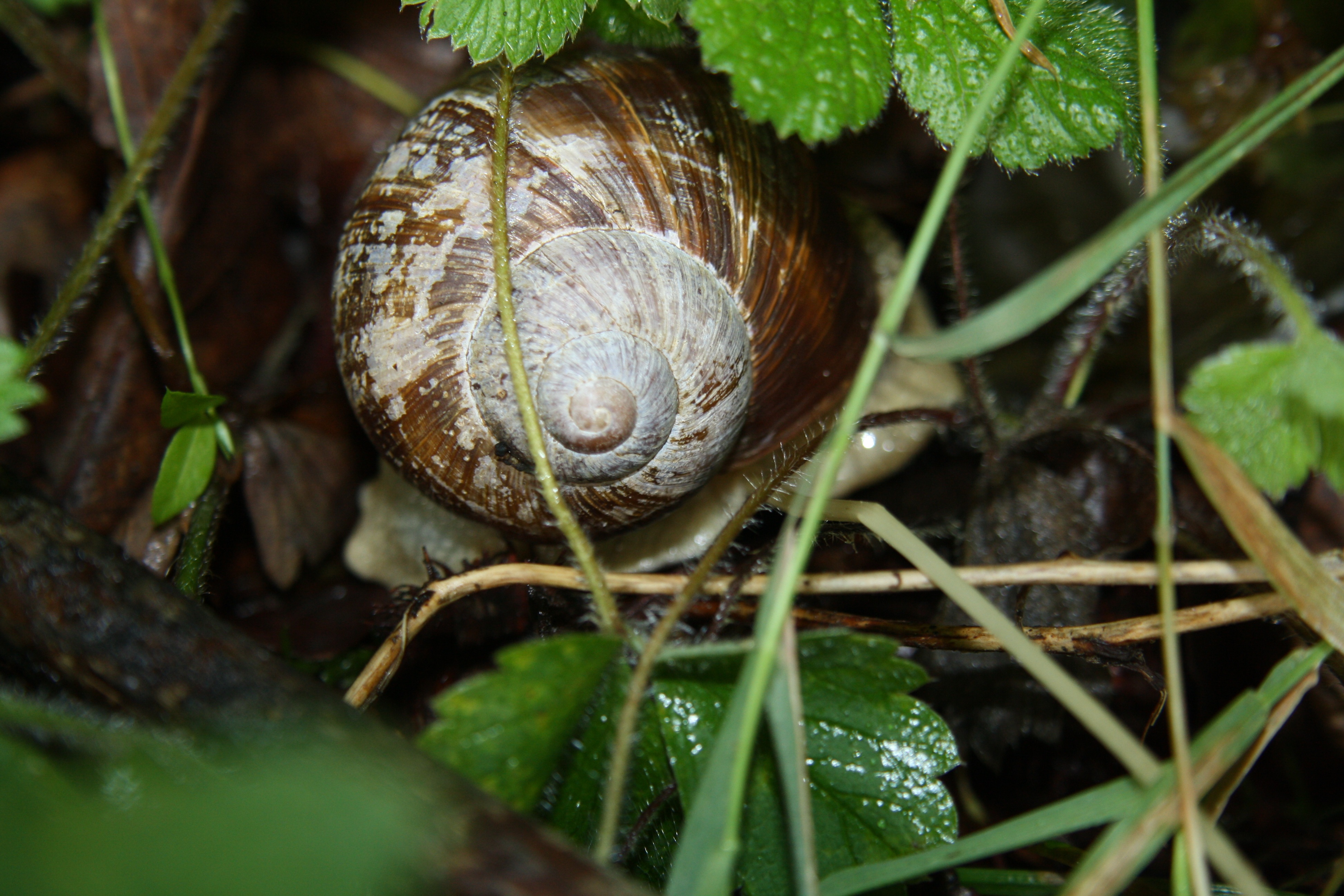 Snail Summer Shell free image download