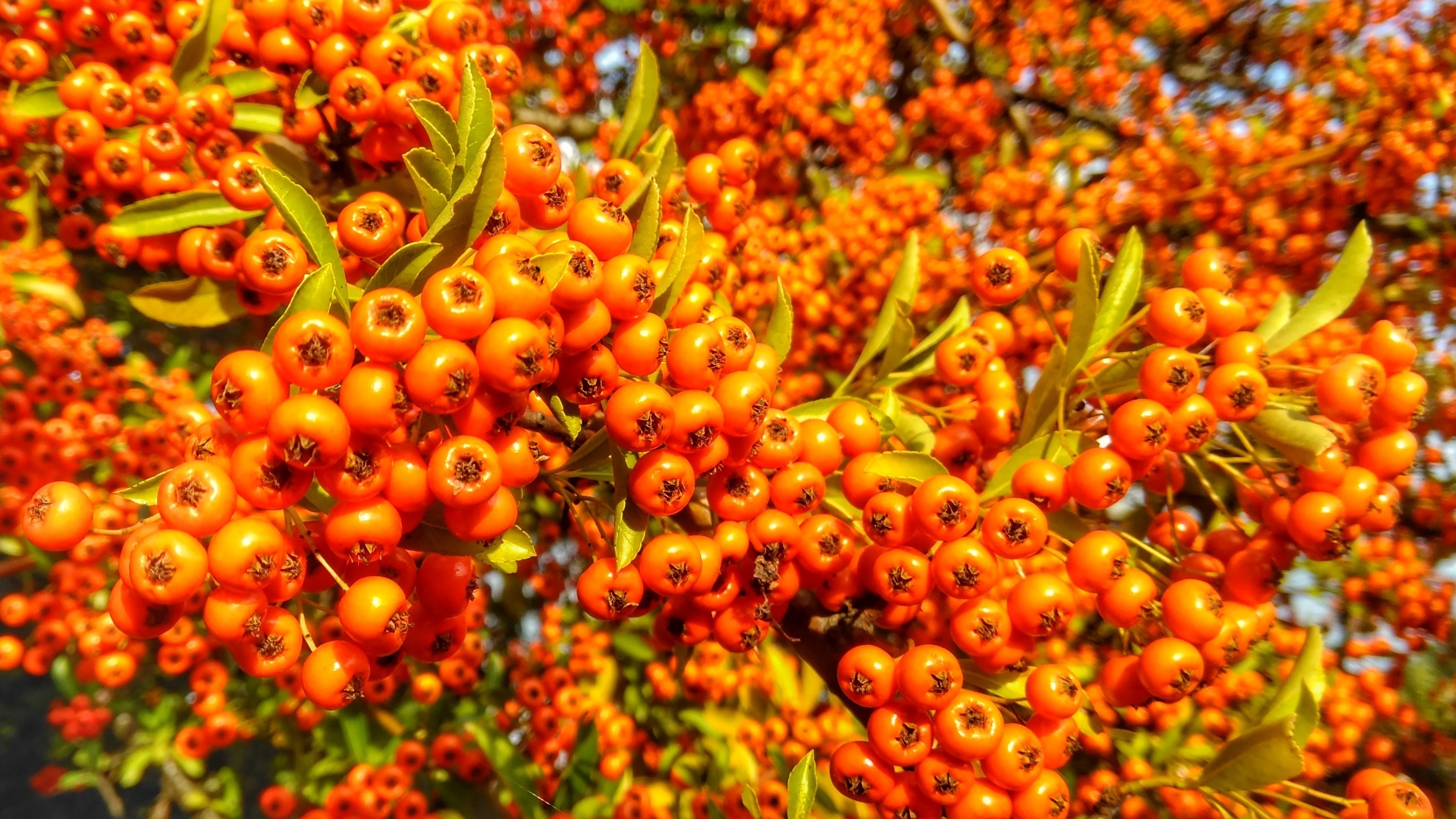 Nature Berries Fruits free image download