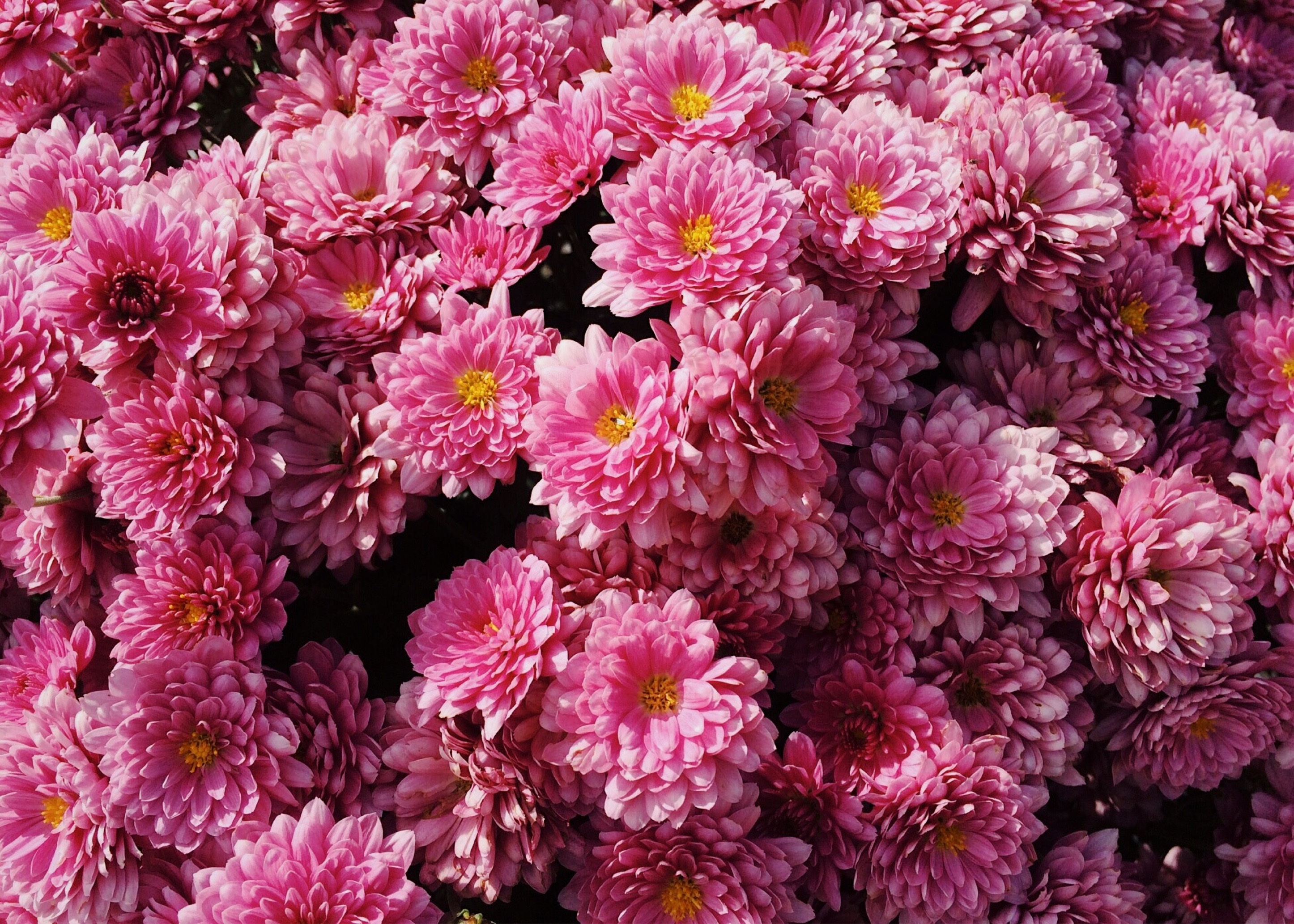 Mums Flowers Fall free image download