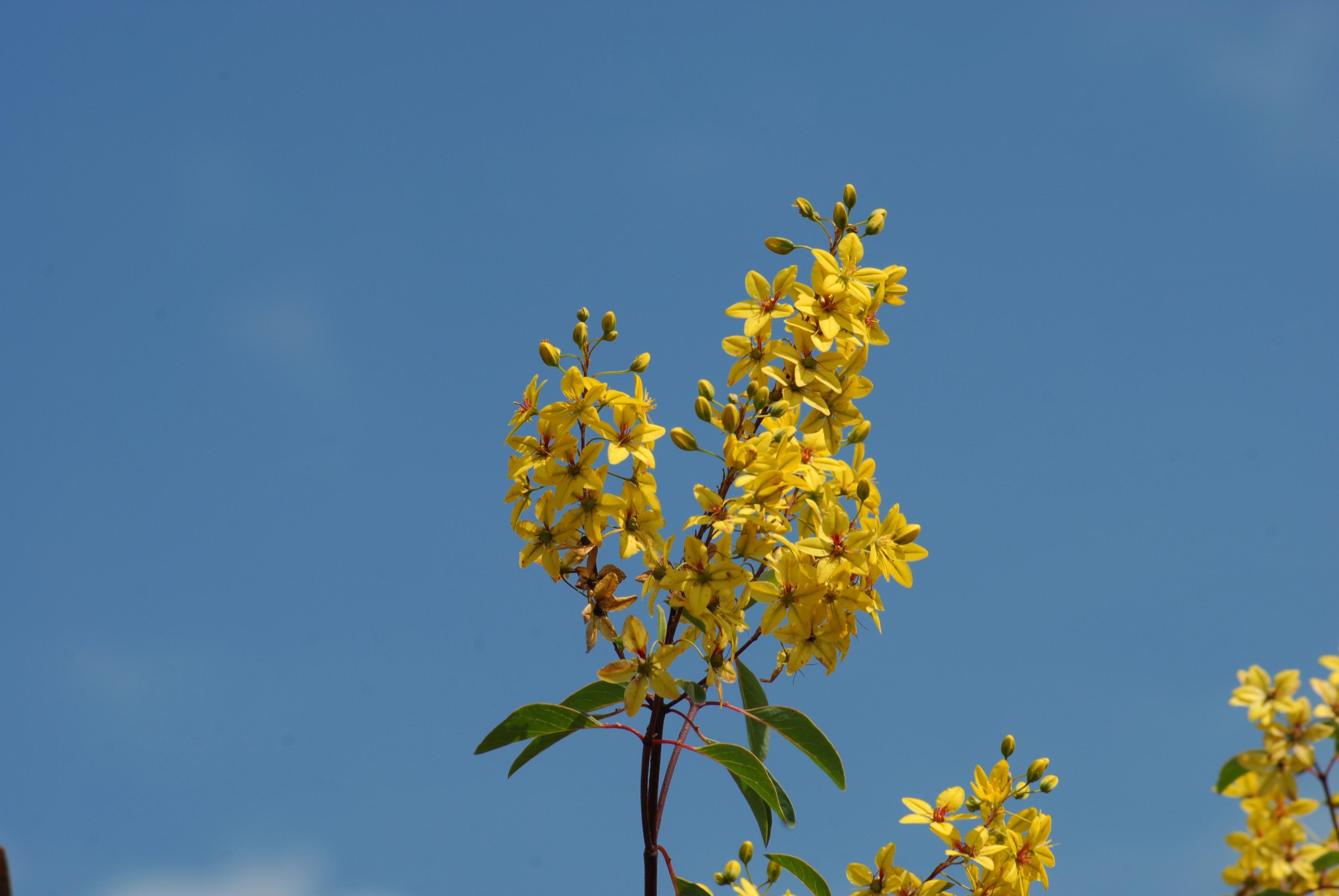Yellow Flower Plant Wild free image download