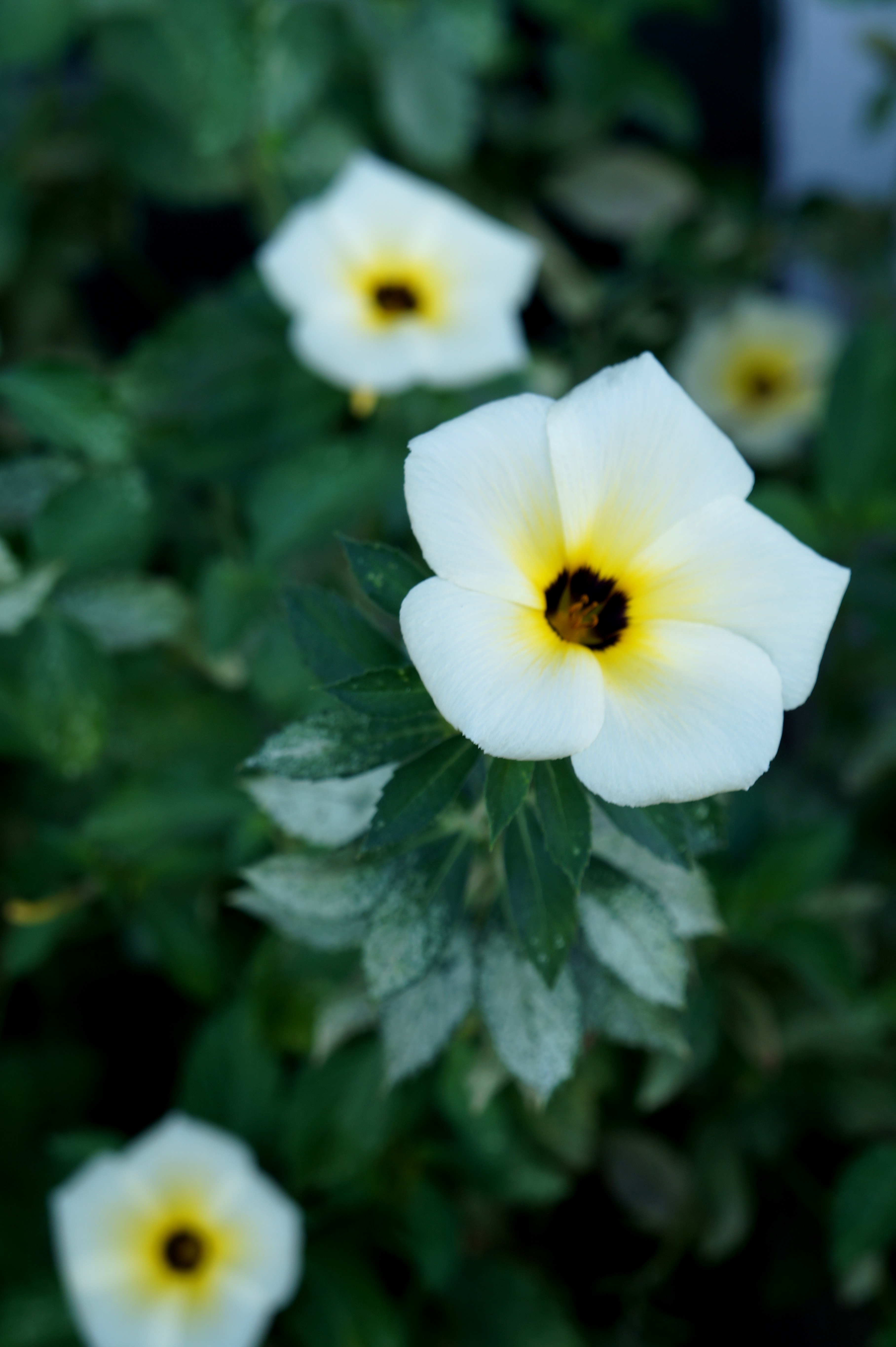 White Flower Tranquility free image download