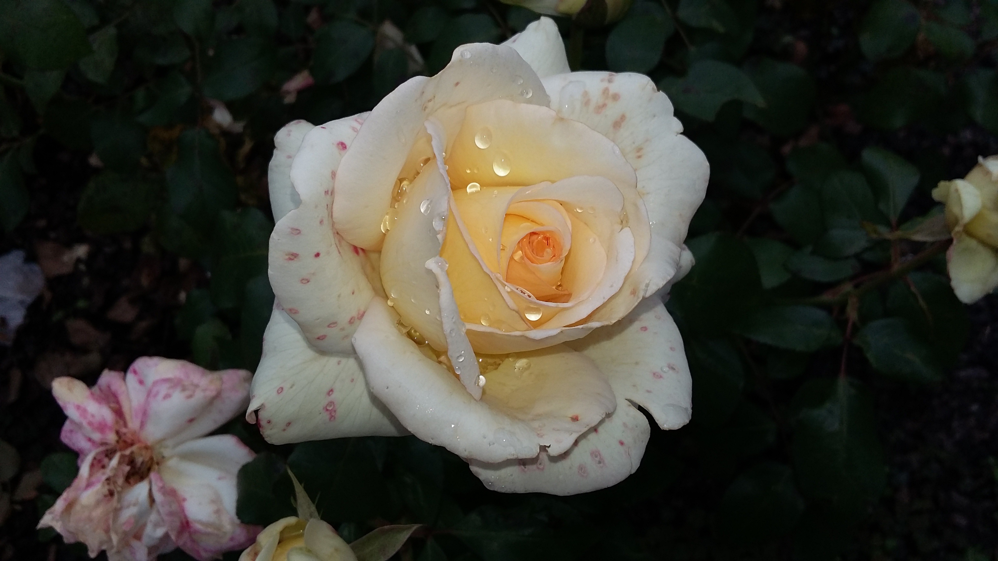 Roses Nature Rose Blooms free image download