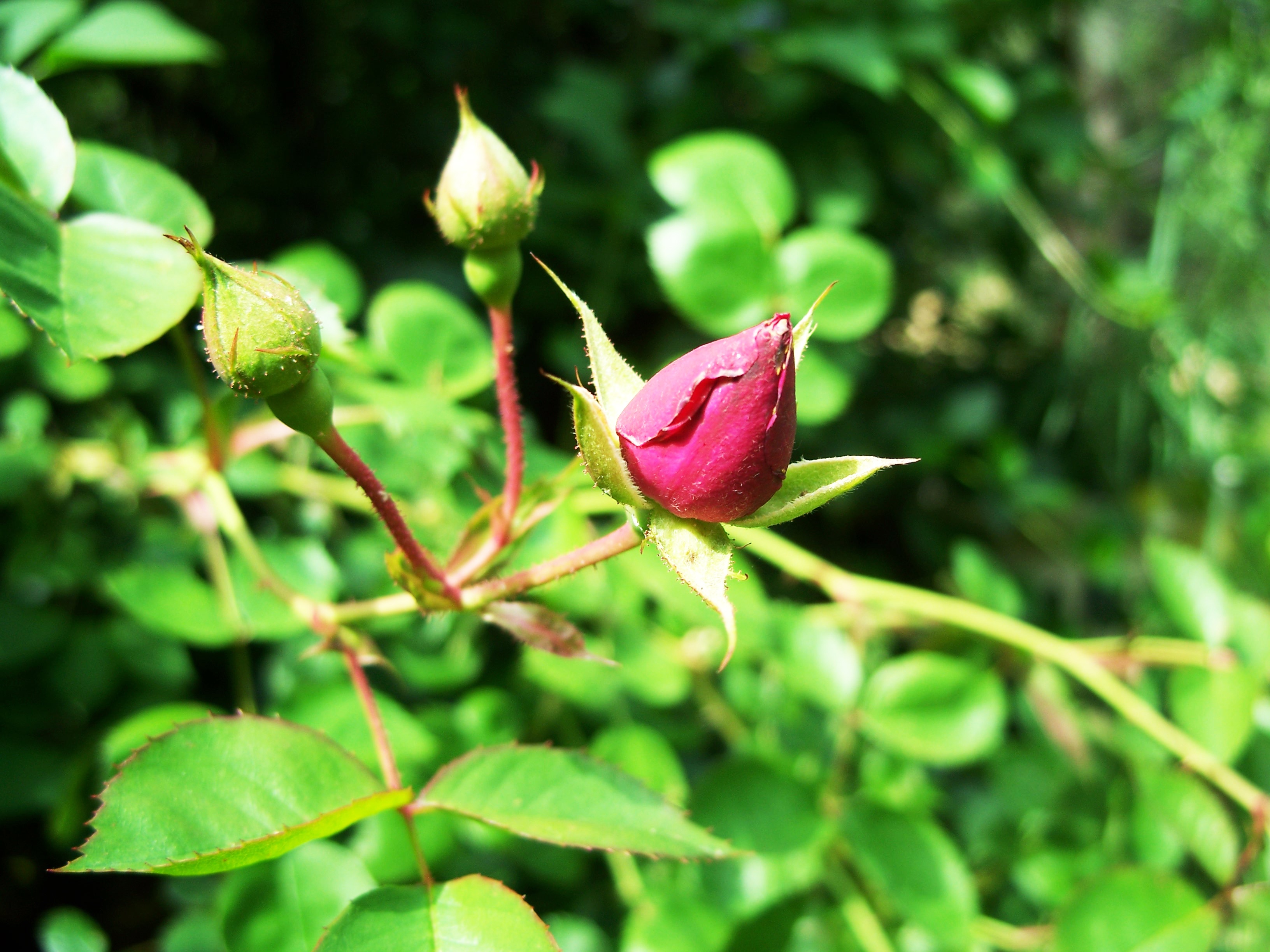 Rose Wild Flower free image download