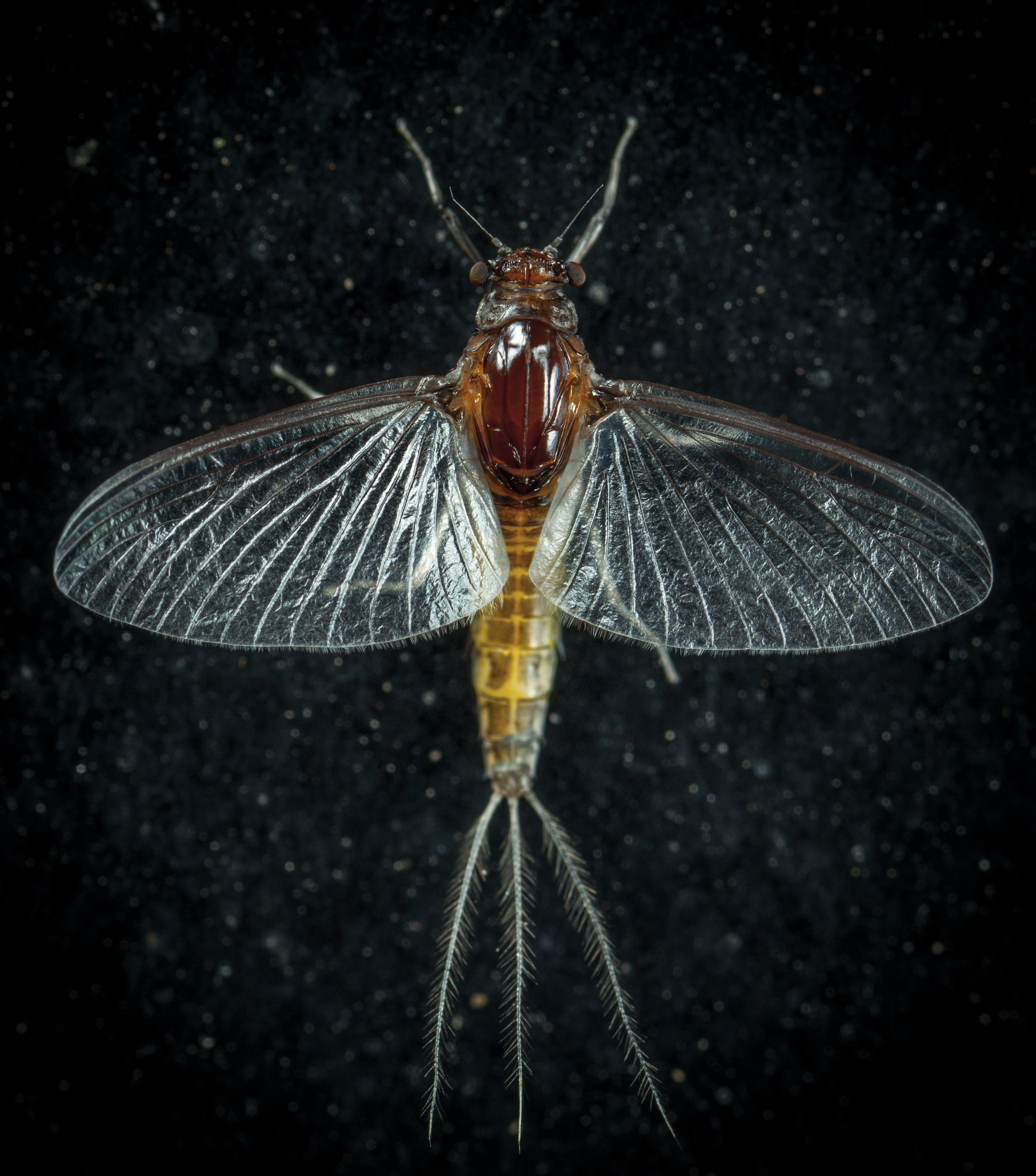 Insect Wing Nature free image download
