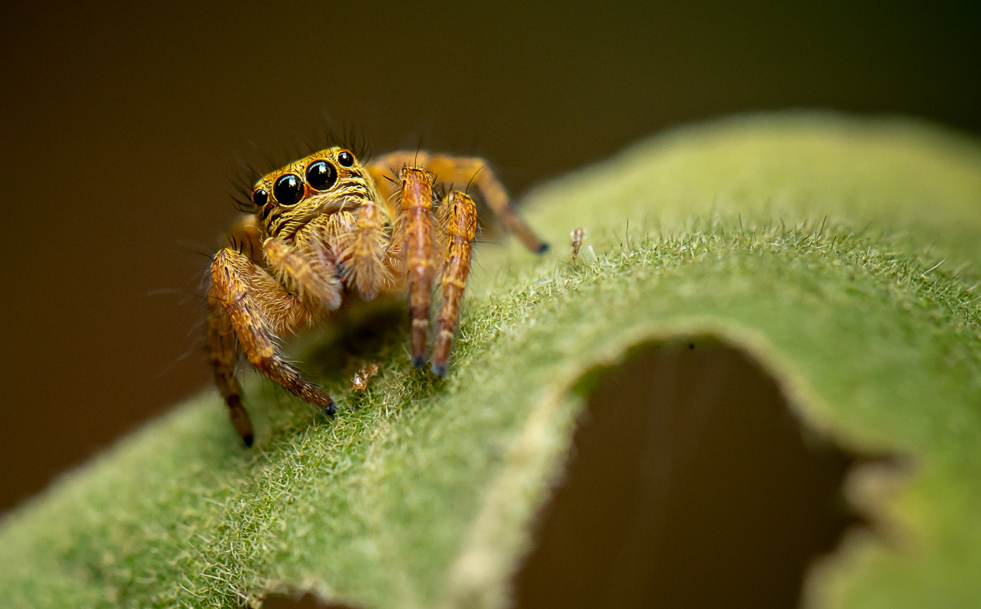 Nature Insect Animal free image download