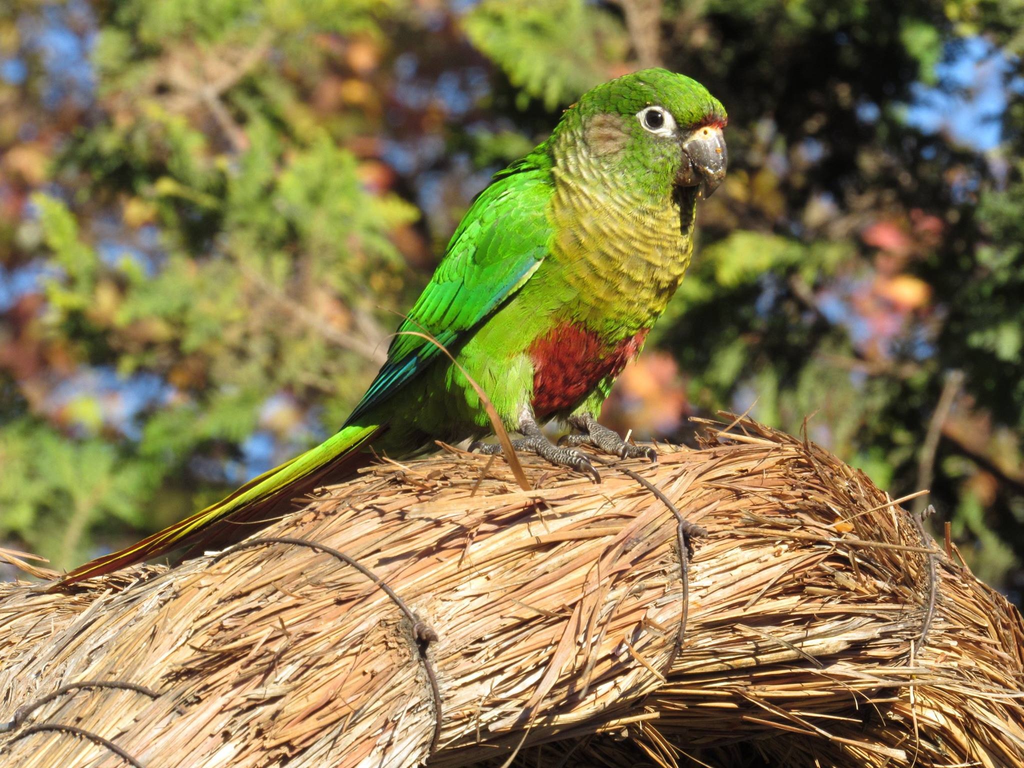 Parakeet Bird Brazilian free image download