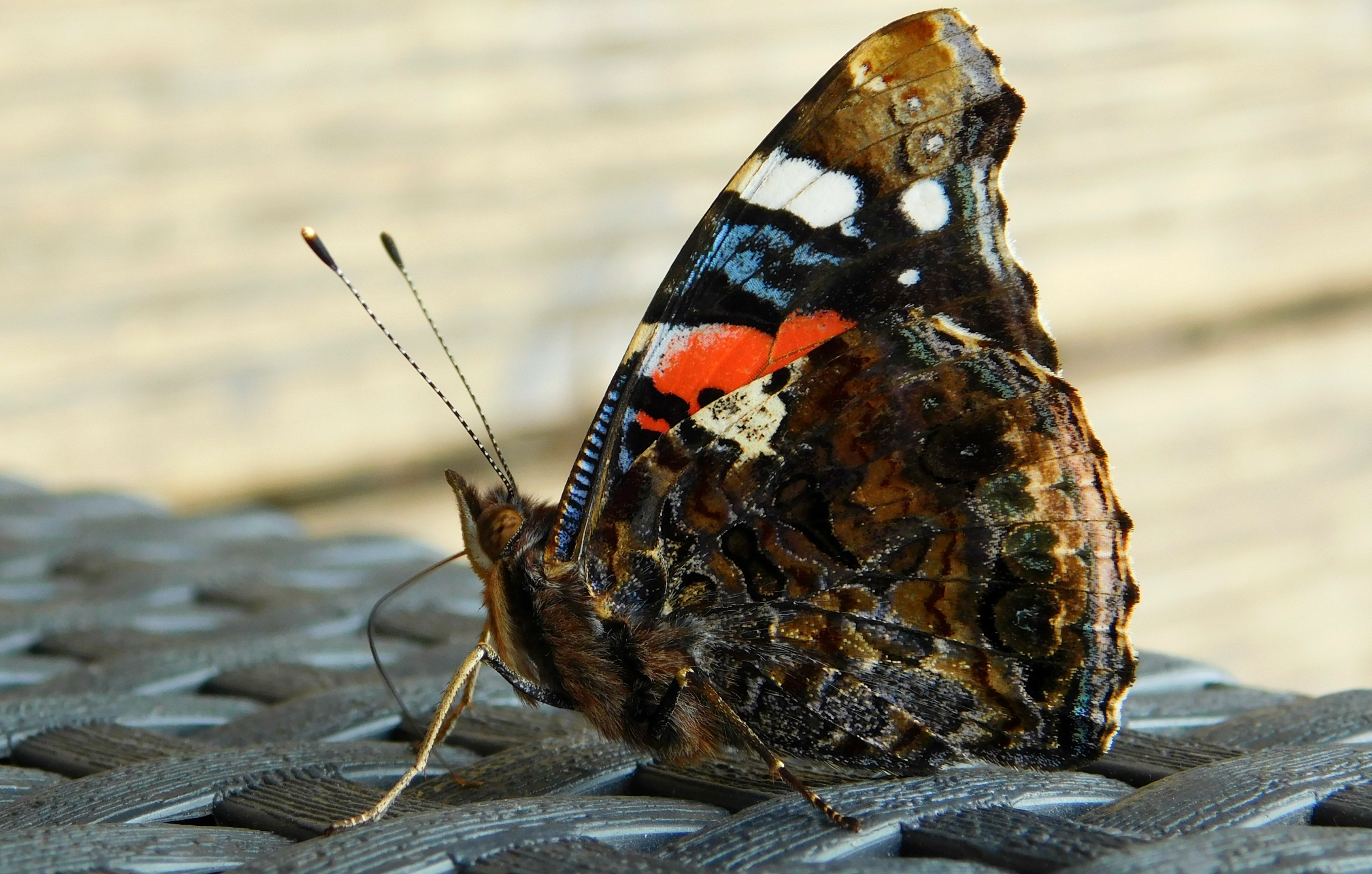 Butterfly Wings Nature free image download