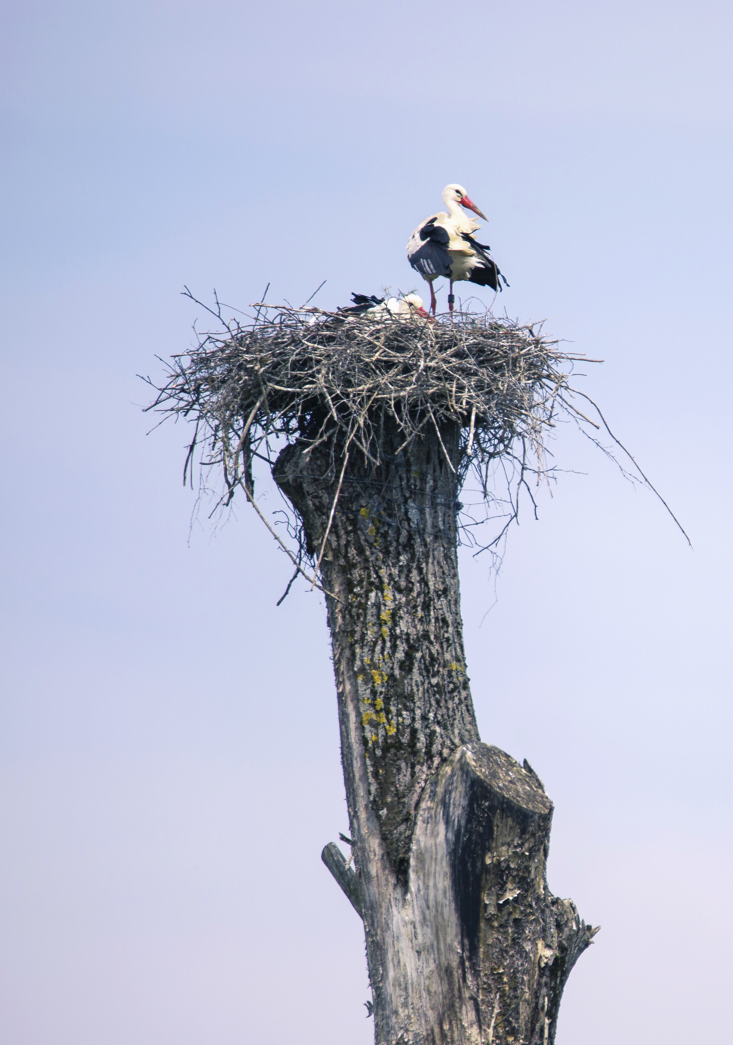 Stork Bird Nature free image download