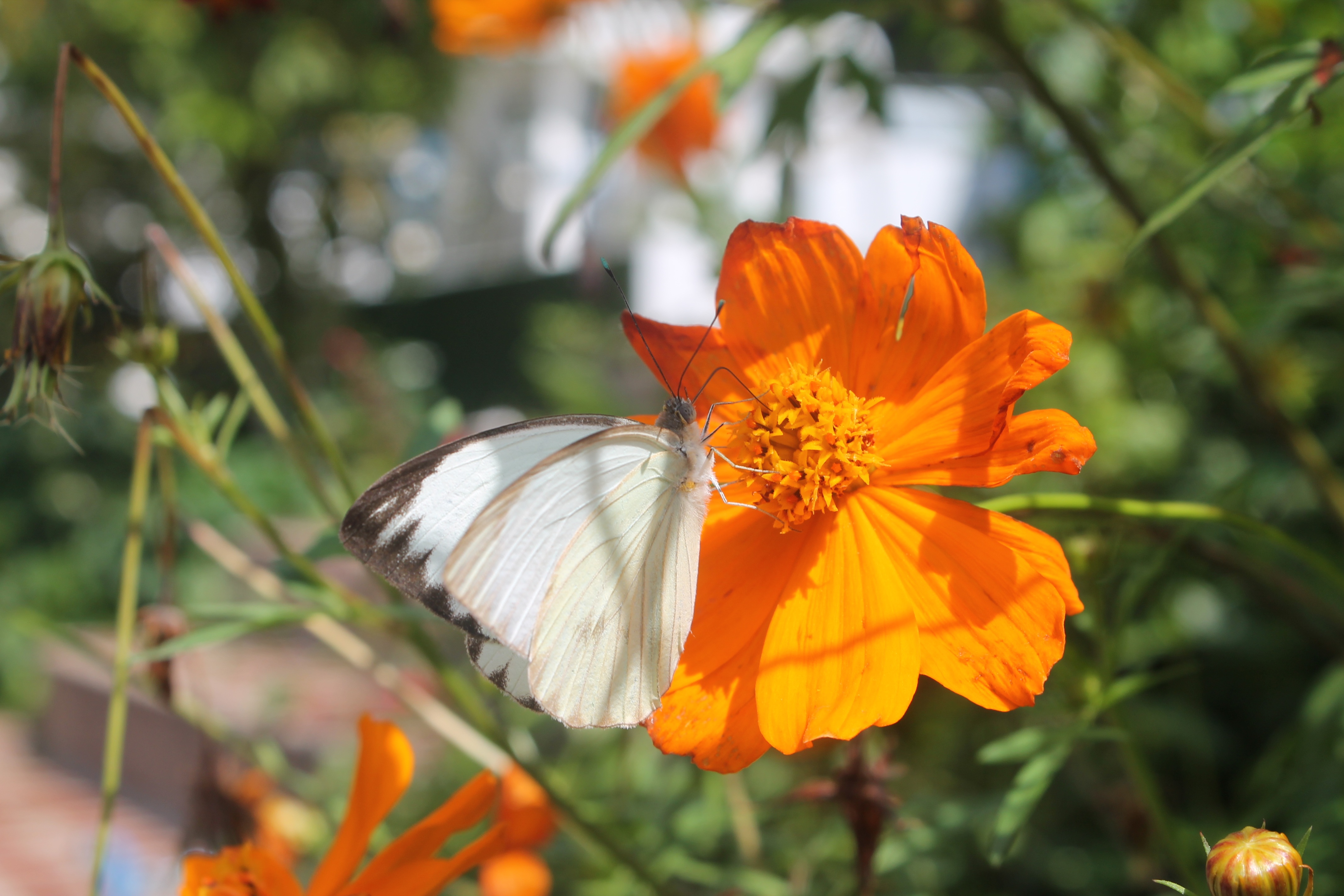 Flower Butterfly Nature free image download