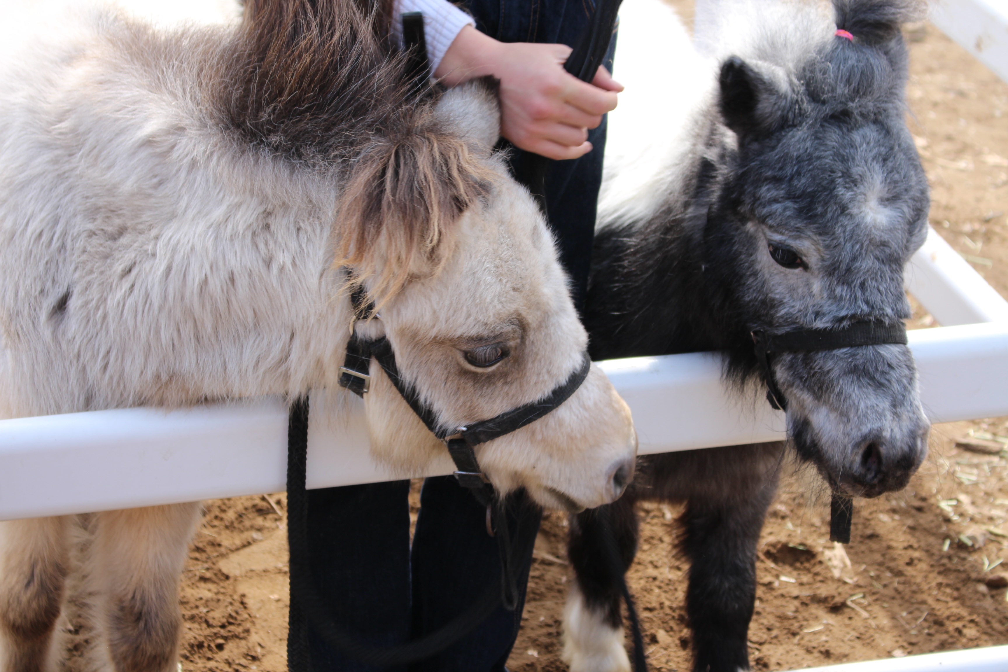 Animal Farm Cute free image download