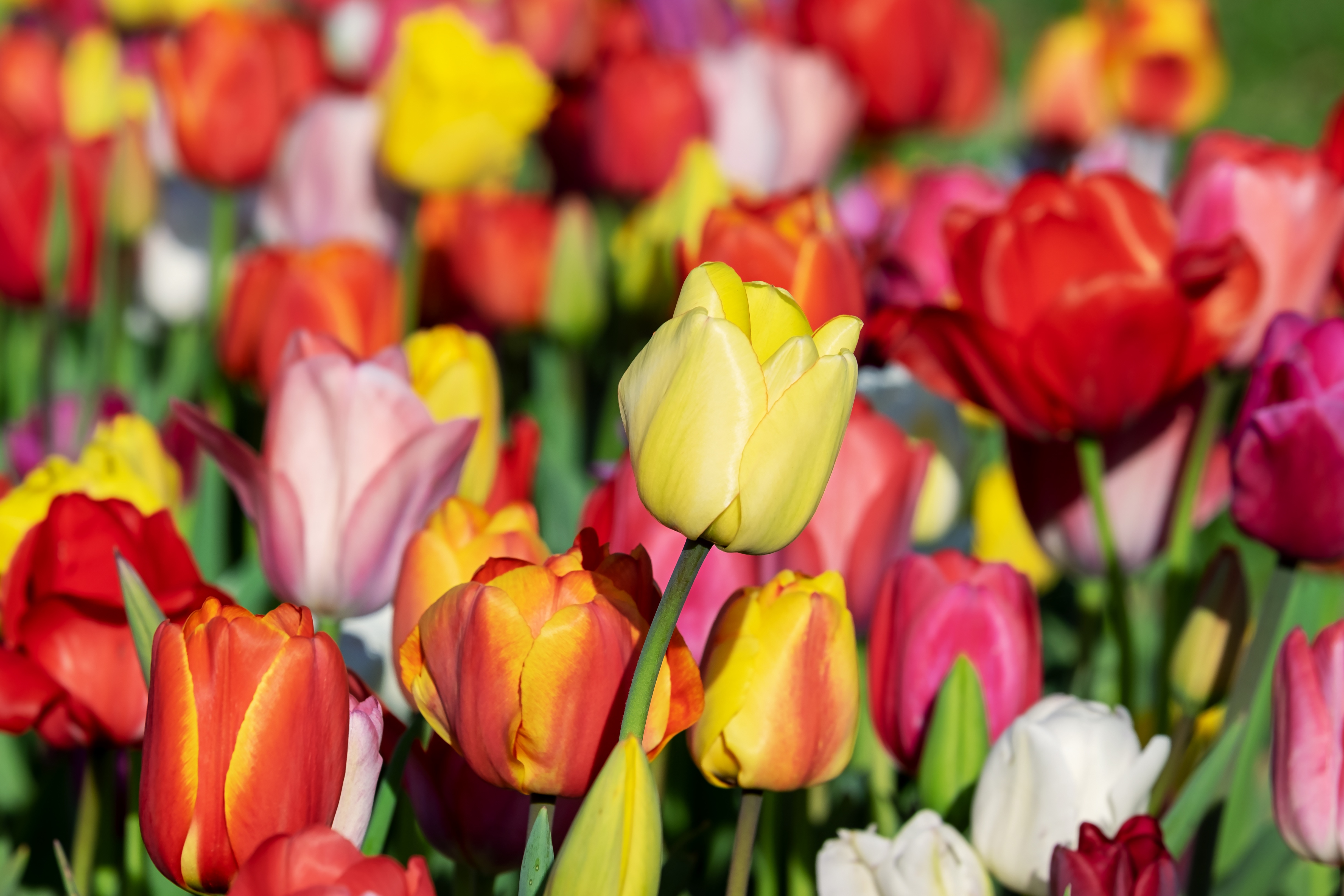Tulip Yellow Tumor free image download