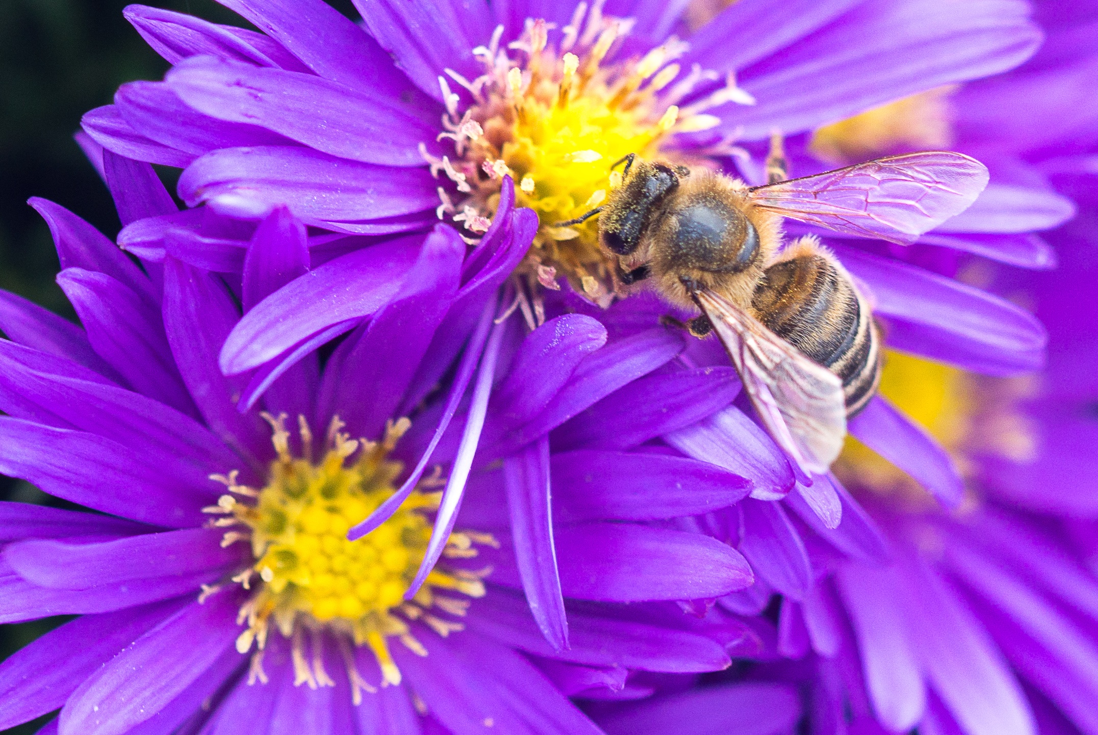 Bee Flowers Macro free image download