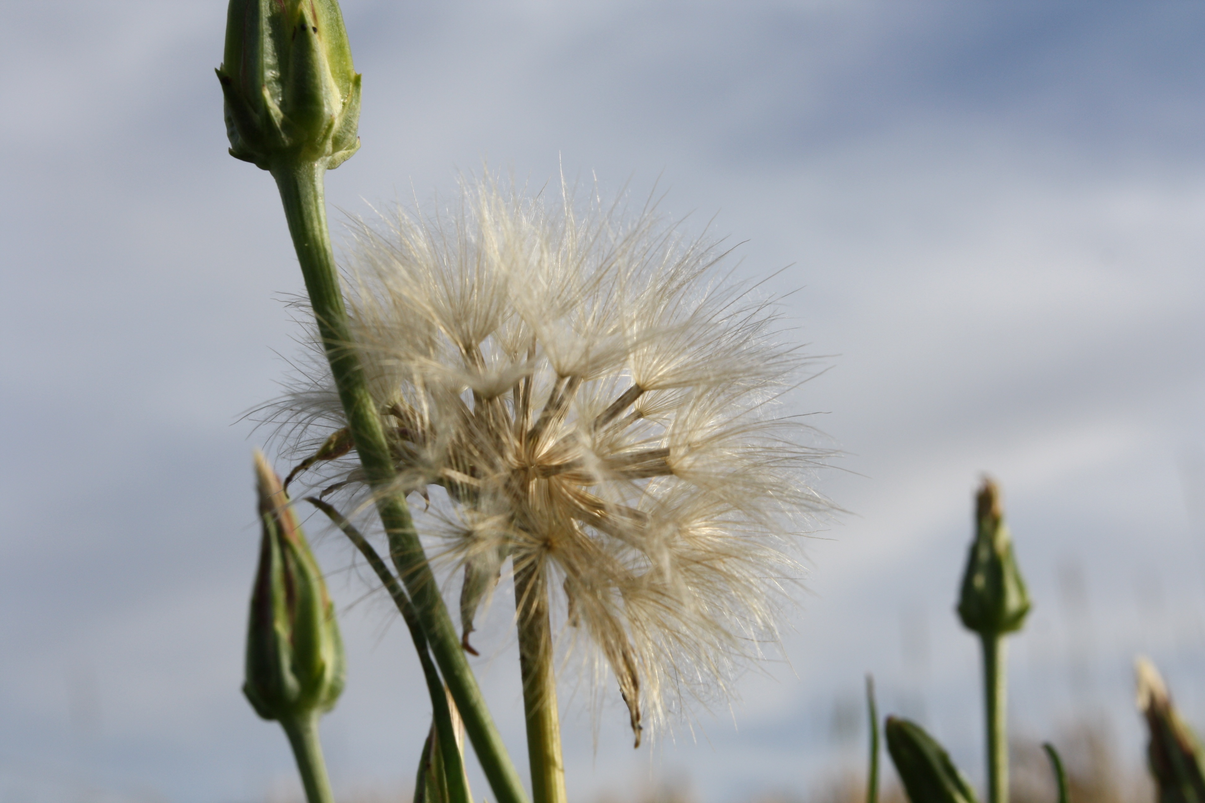 Dandelion Nature Plants Wild free image download