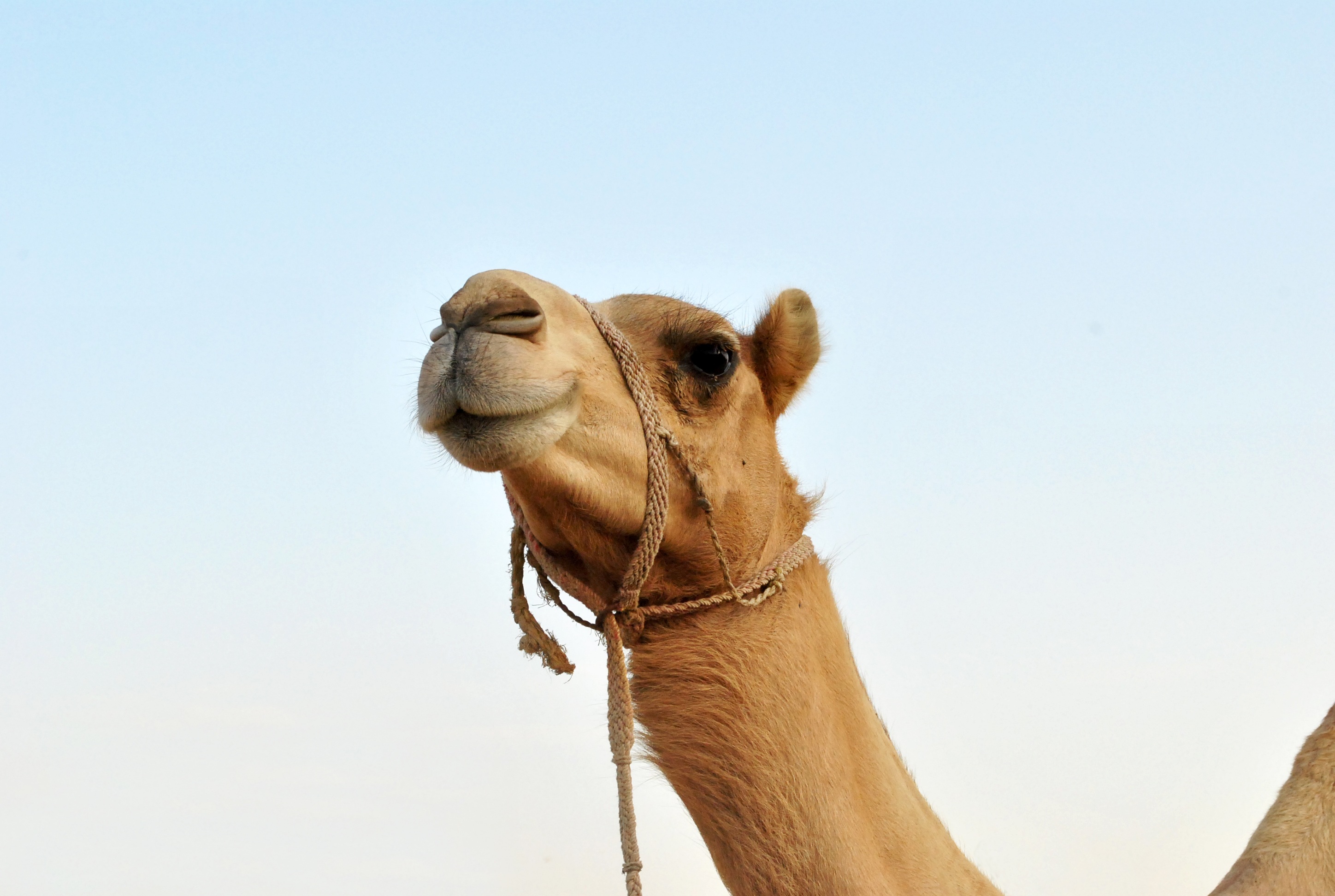 Animal Camel Mammal free image download
