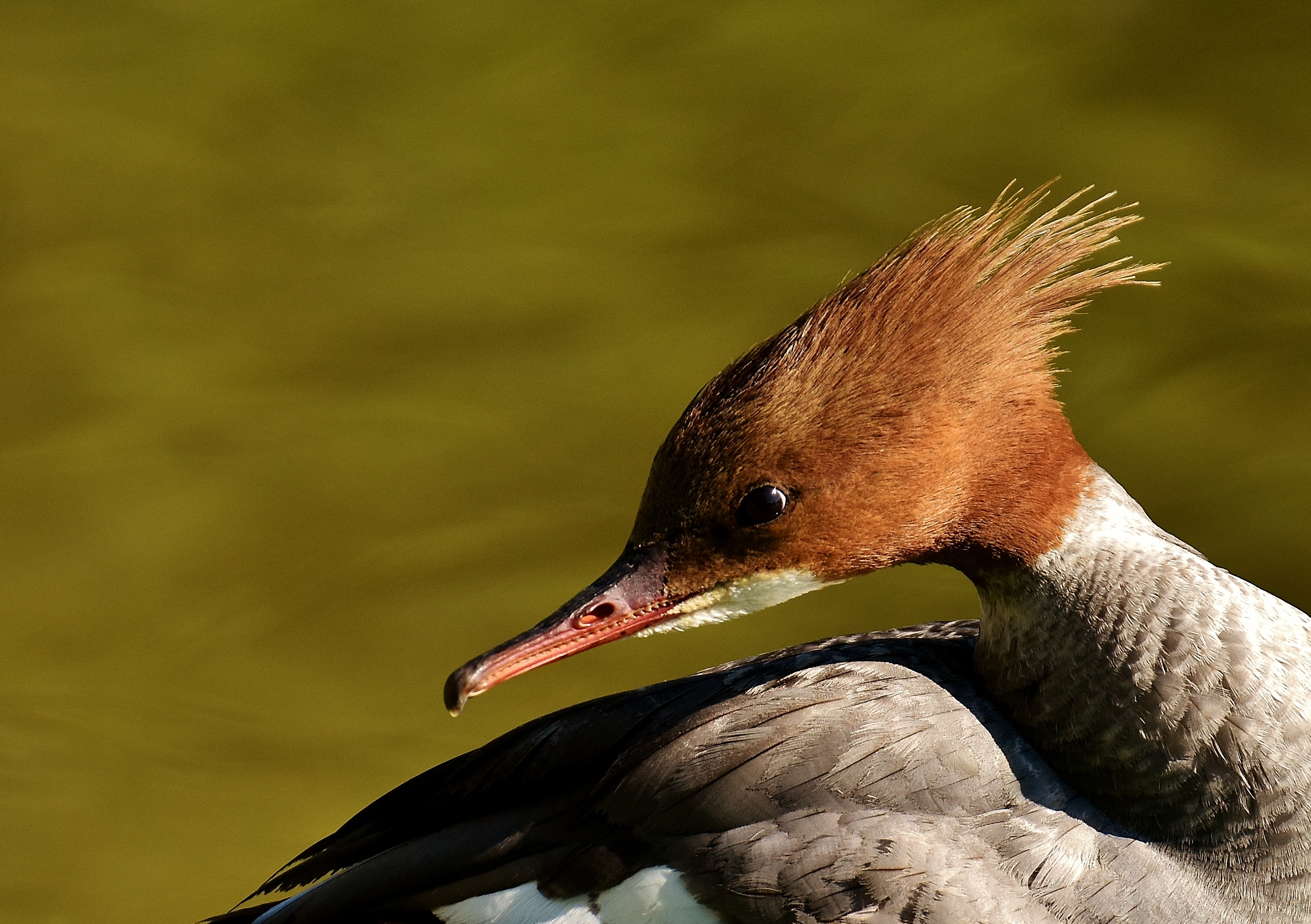 Merganser Mergus Duck free image download