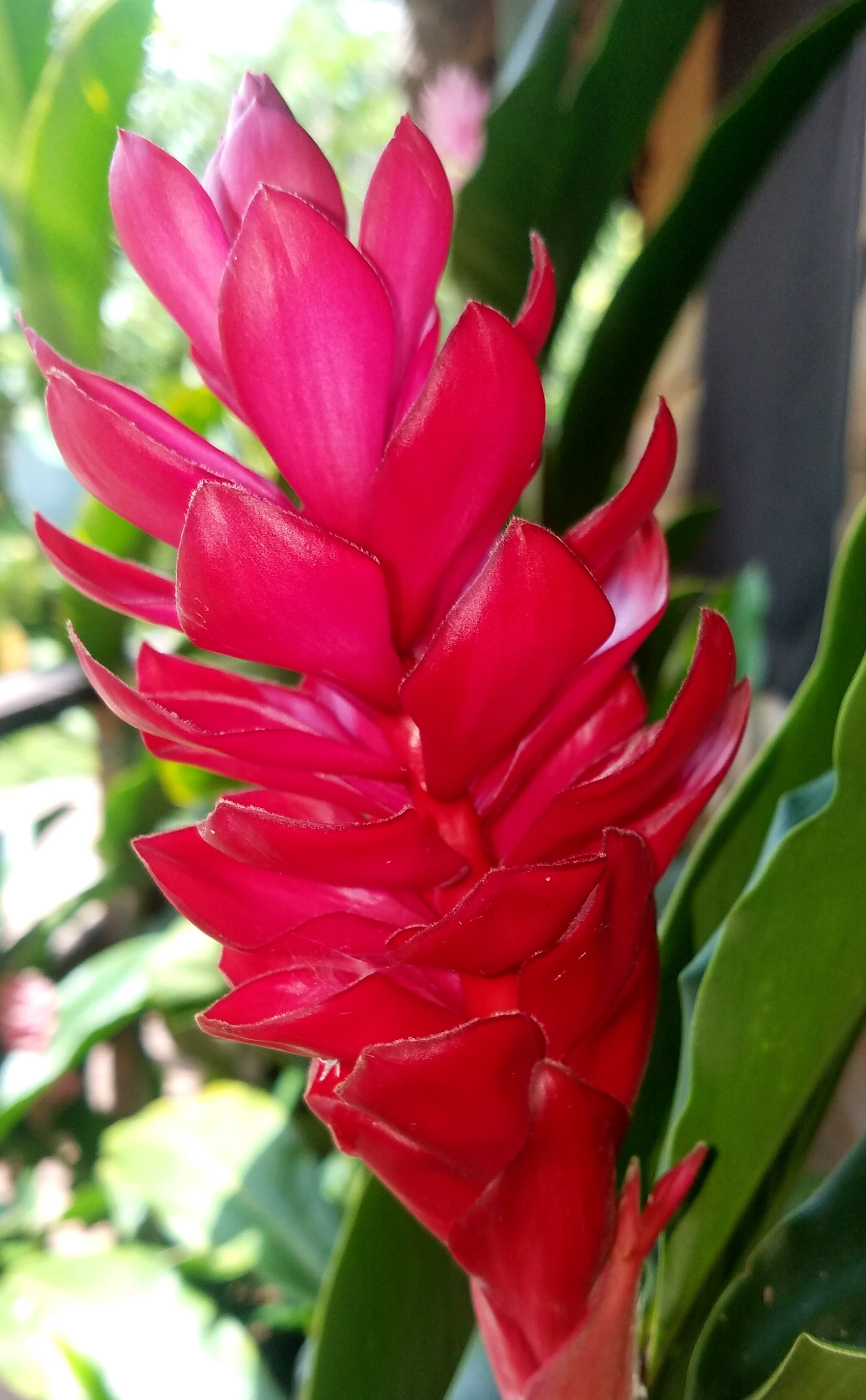 Red Flower Tropical free image download