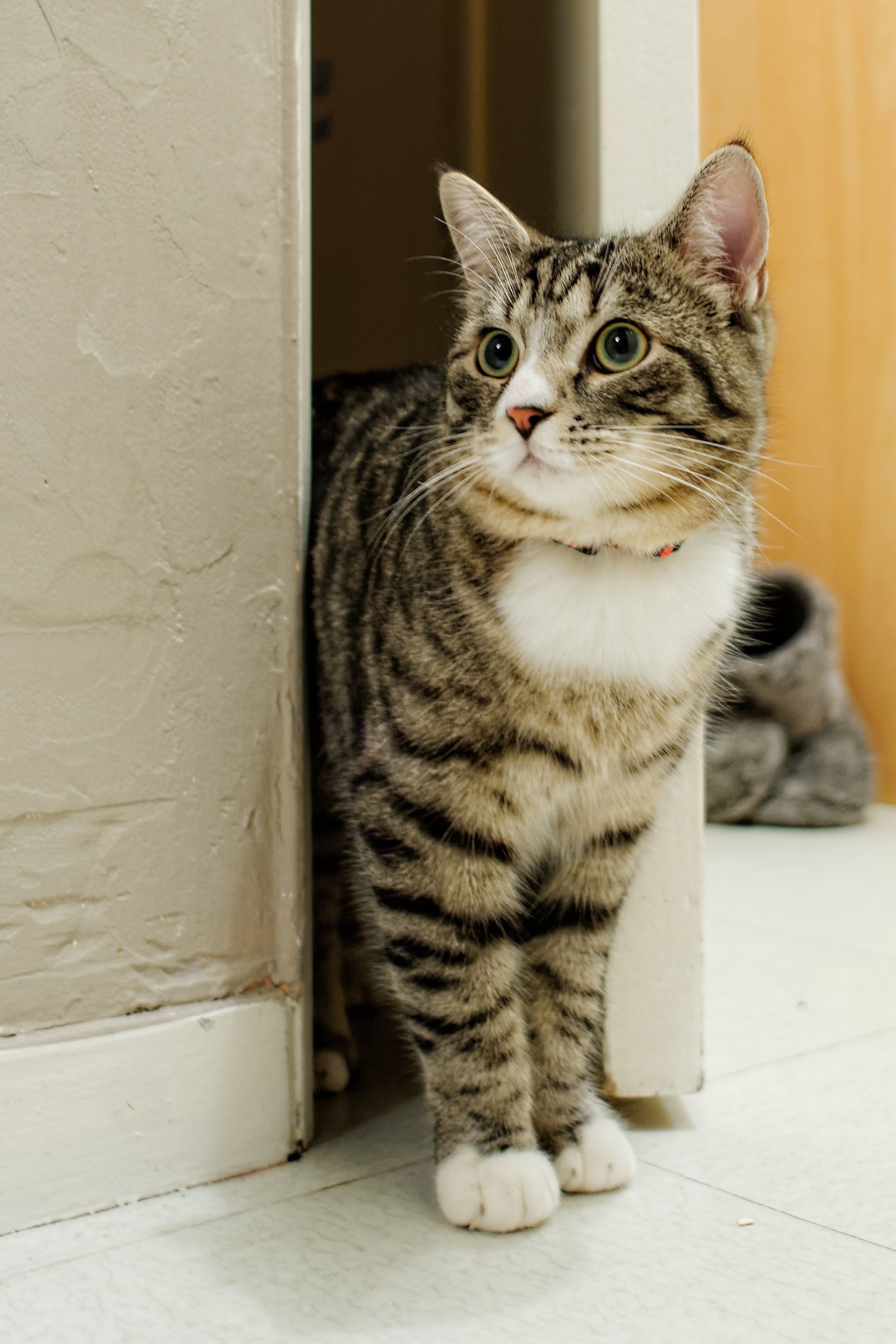 Cat Animal Domestic free image download