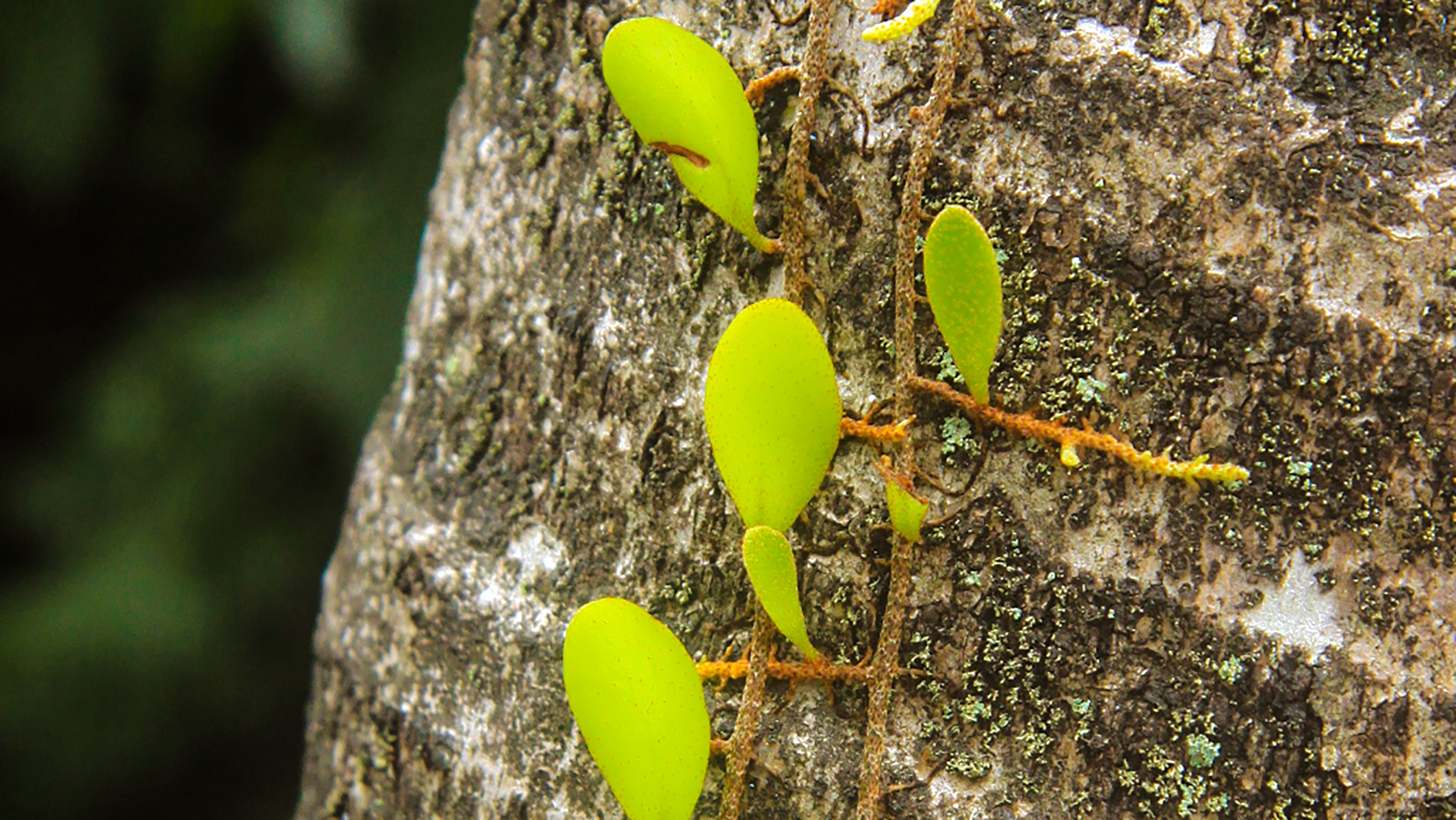 Flower Green Parasite free image download