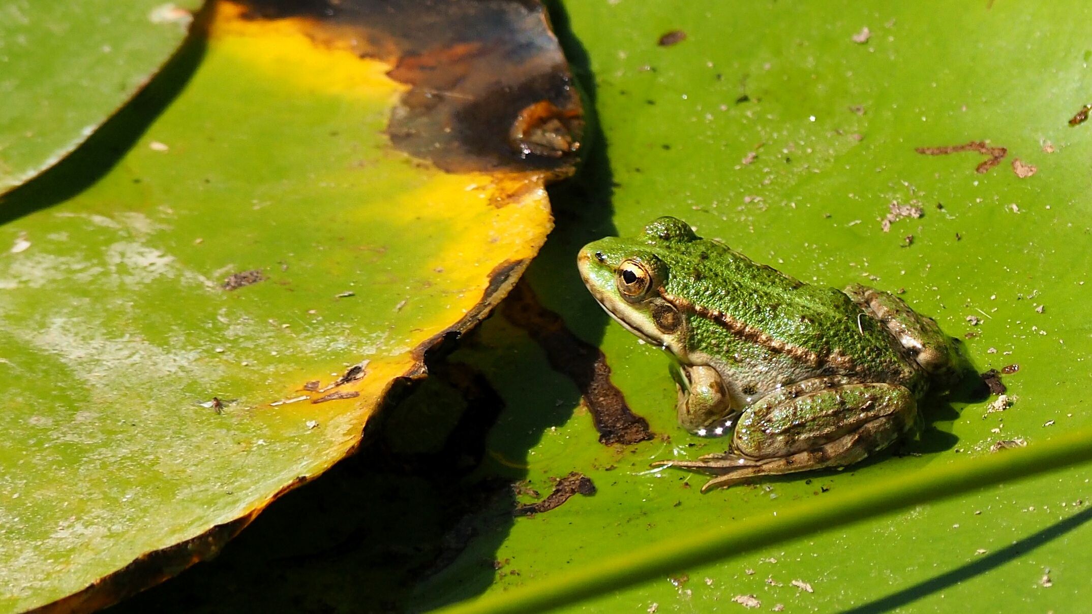 Nature Animals Amphibians free image download
