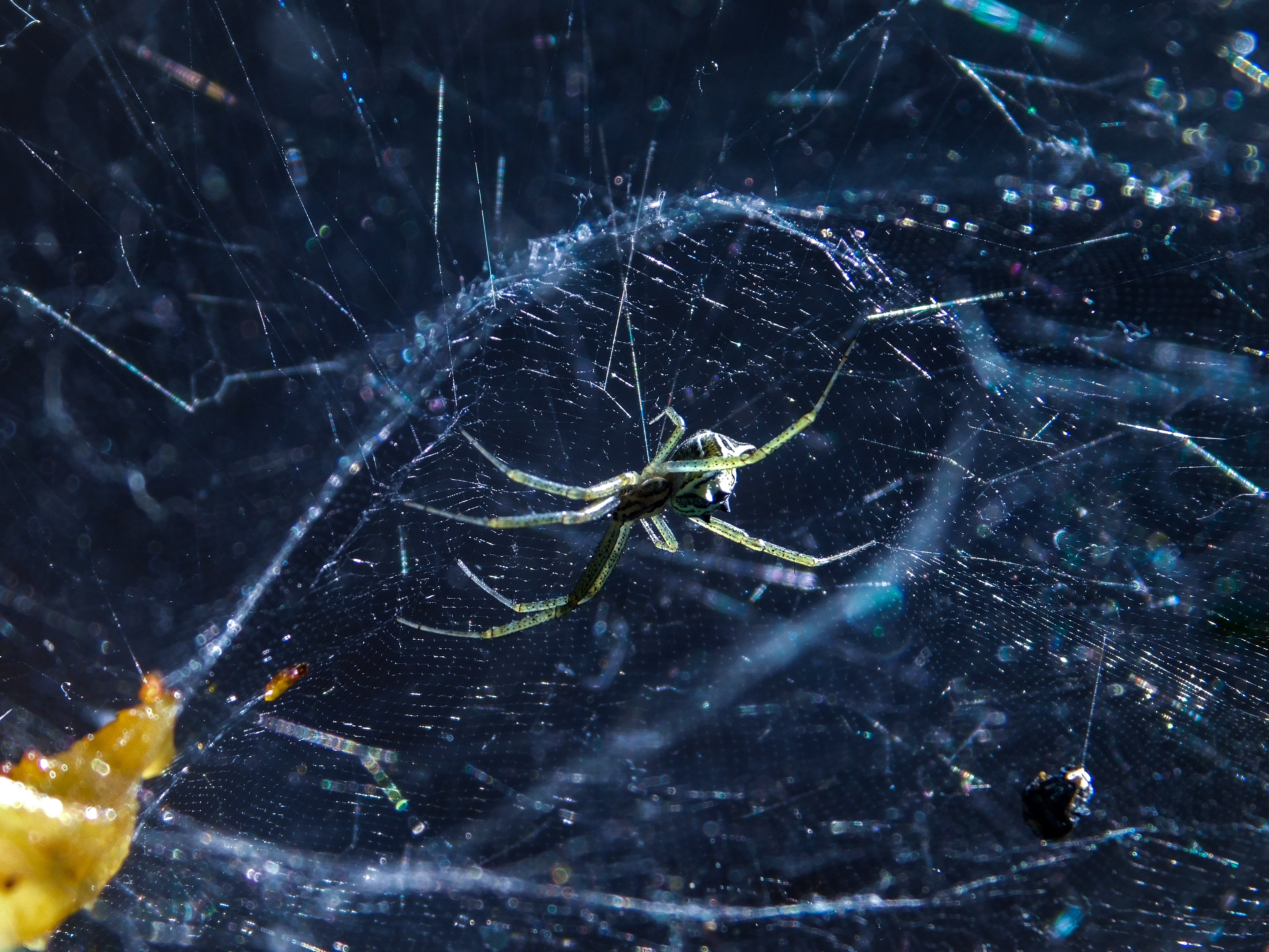 Nature Spider Horizontal free image download