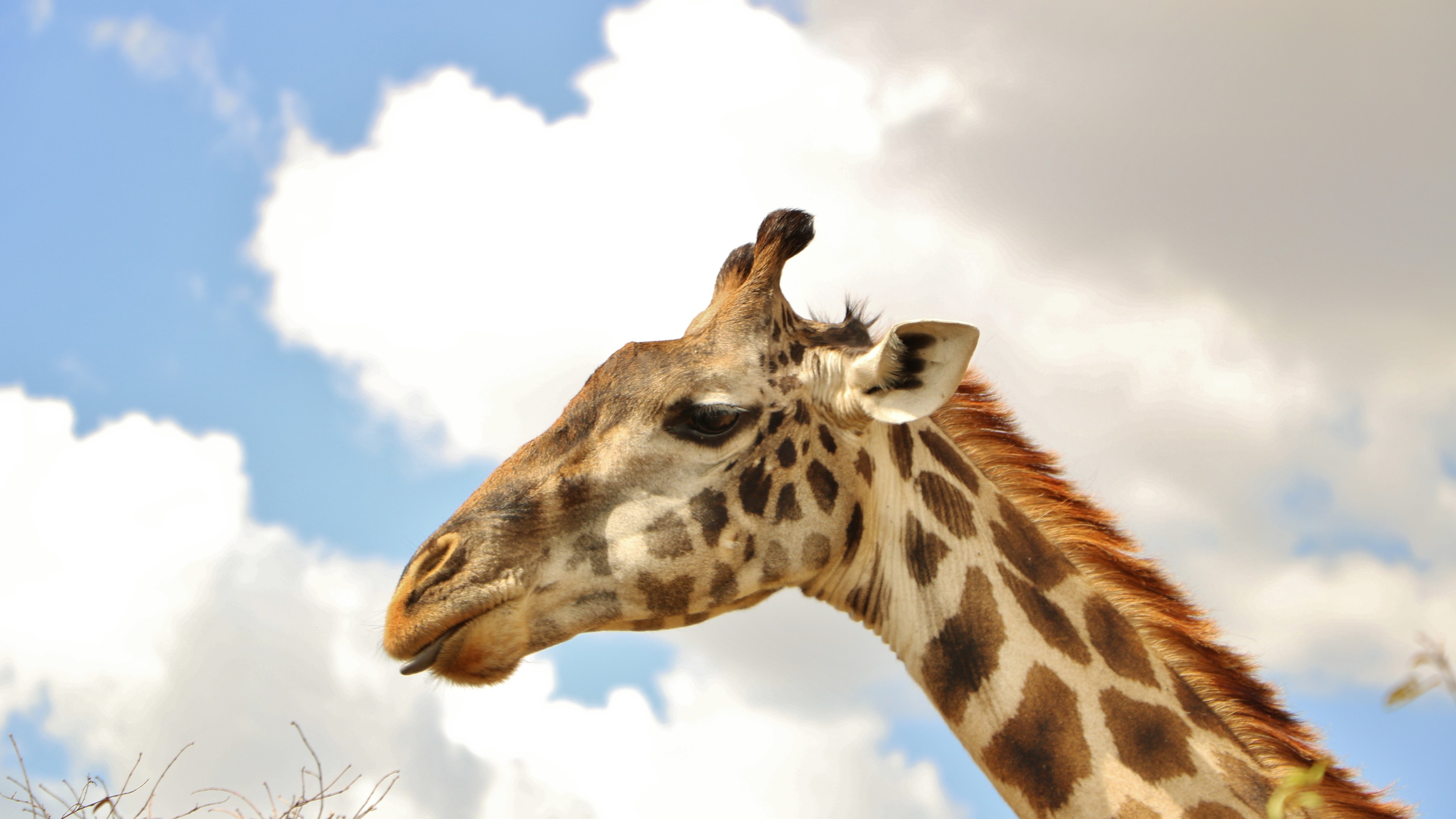 Giraffe Sky Animal free image download